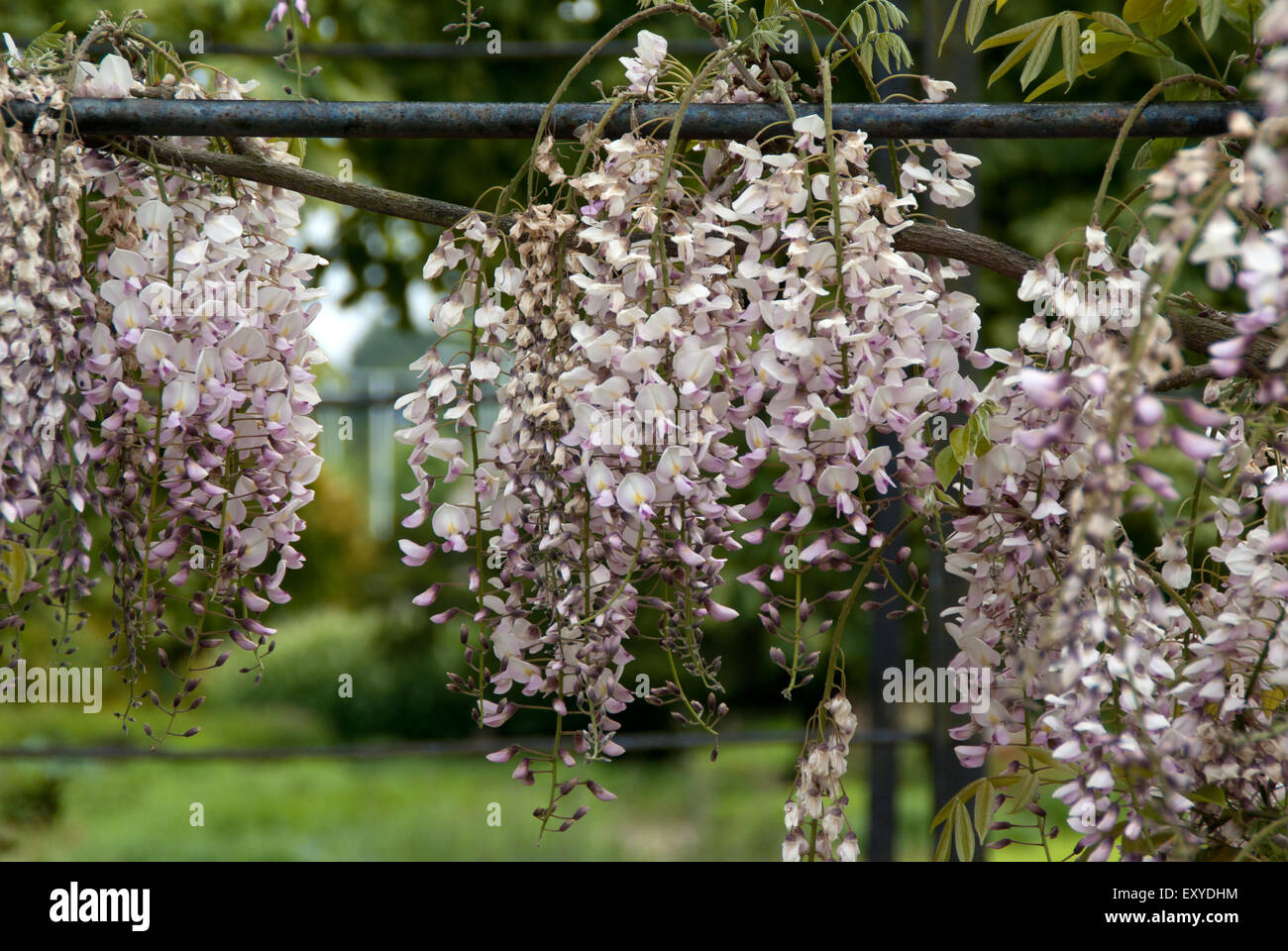 Glicine rosa immagini e fotografie stock ad alta risoluzione - Alamy