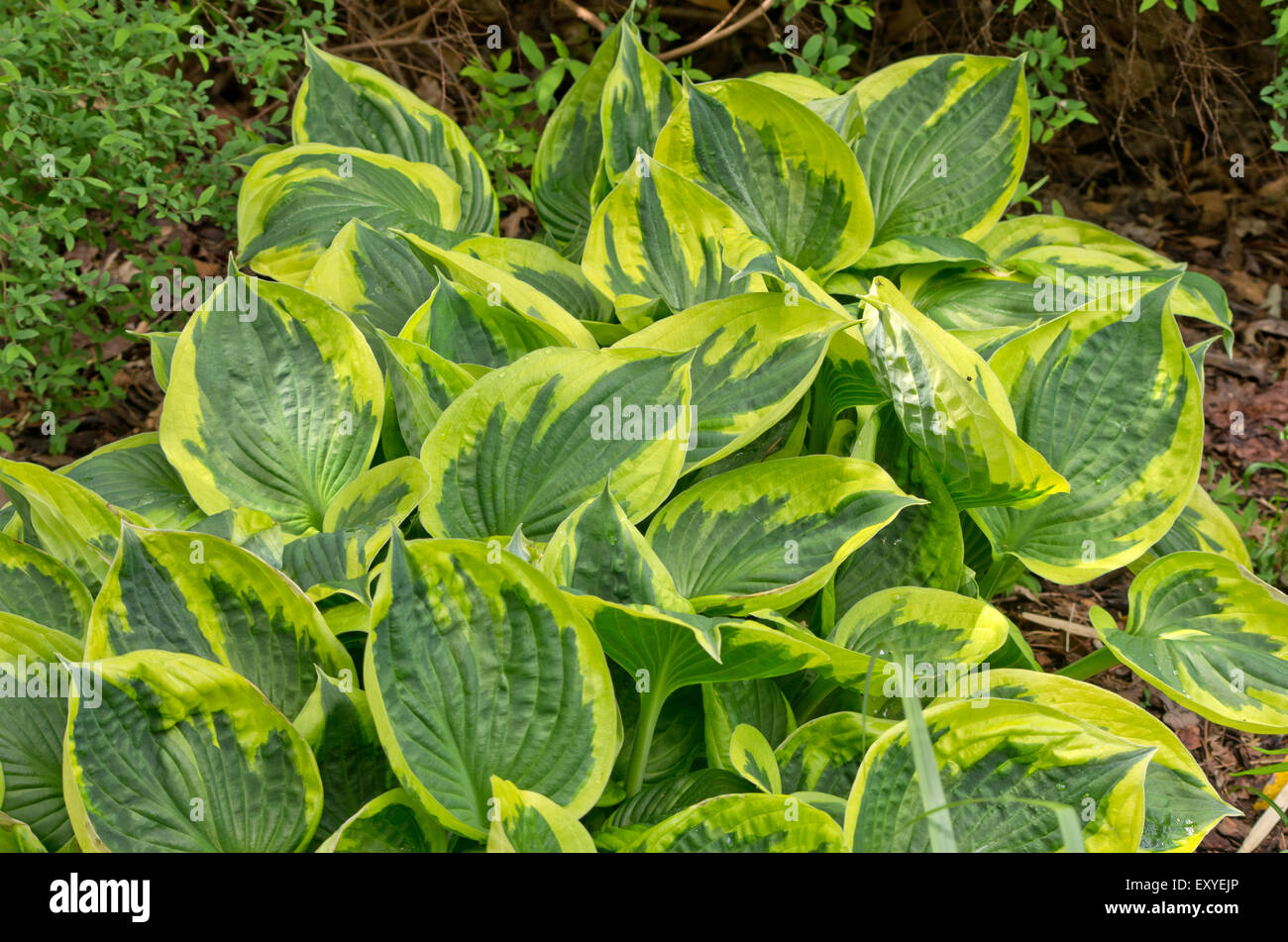 Pianta di hosta variegata immagini e fotografie stock ad alta ...
