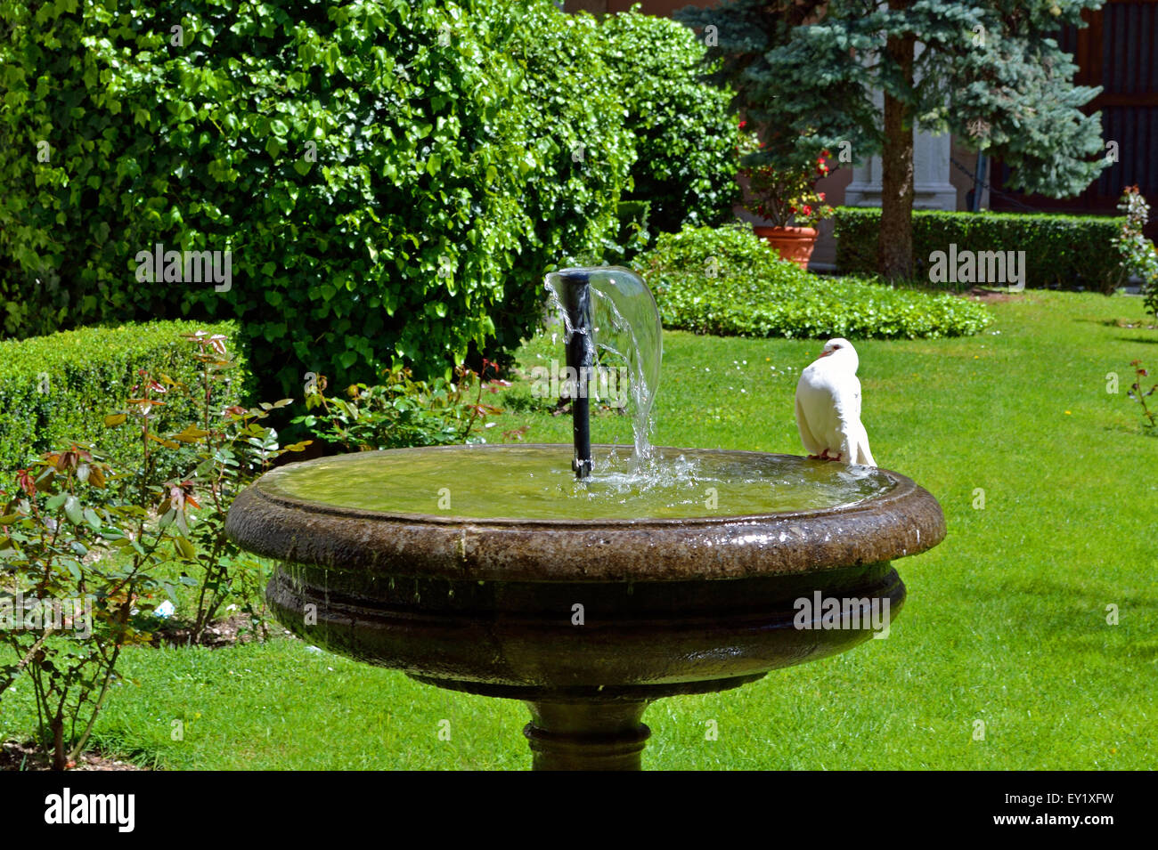 Simboli della colomba della pace immagini e fotografie stock ad alta ...