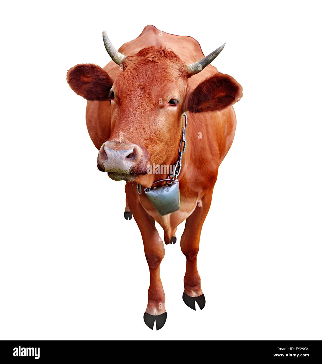 Mucca pascolo sfondo bianco immagini e fotografie stock ad alta ...