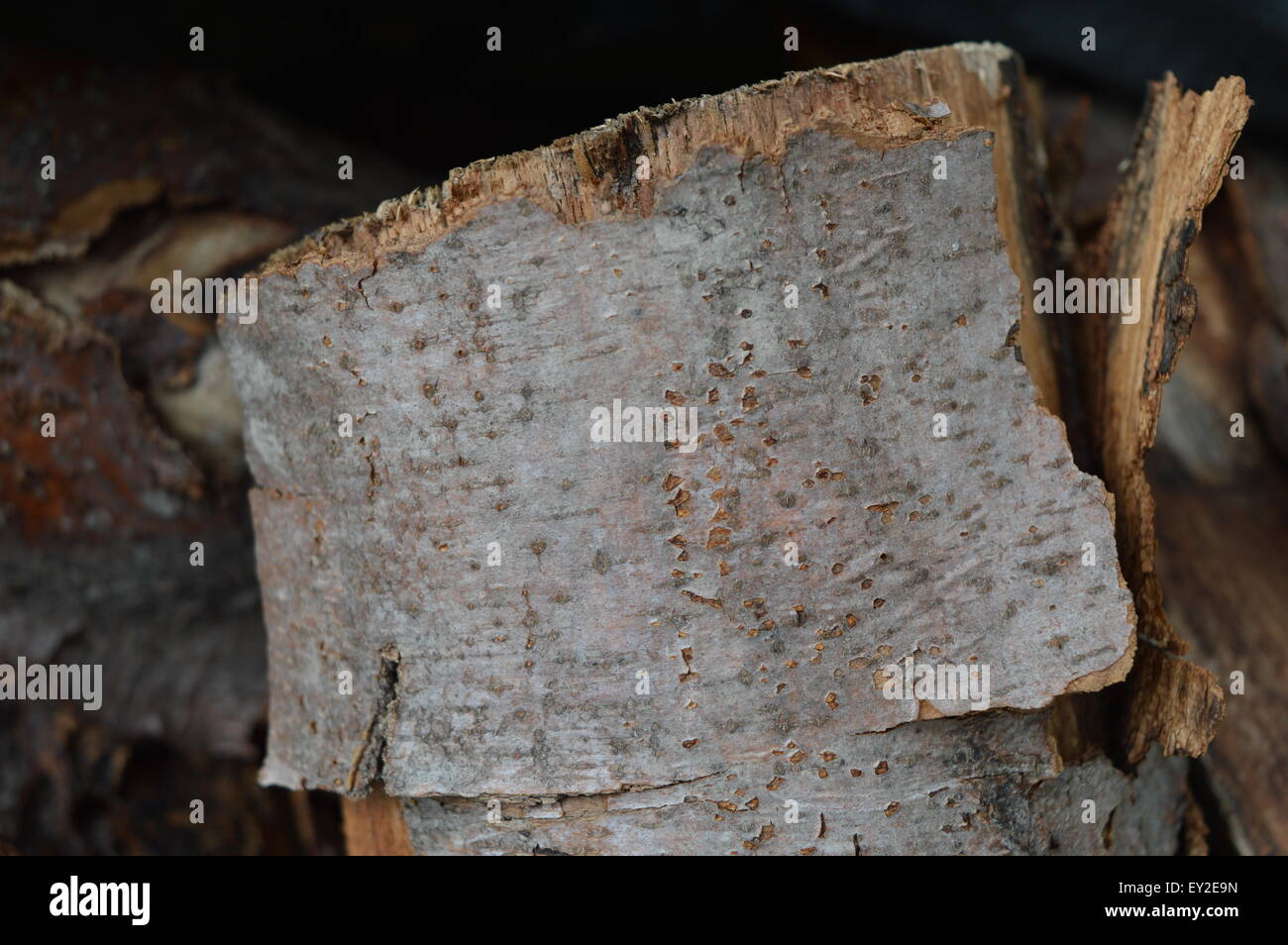 Corteccia di faggio texture immagini e fotografie stock ad alta ...