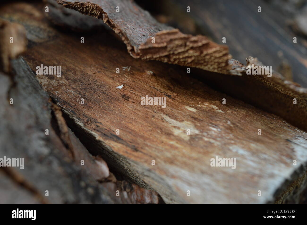 Corteccia di faggio texture immagini e fotografie stock ad alta ...