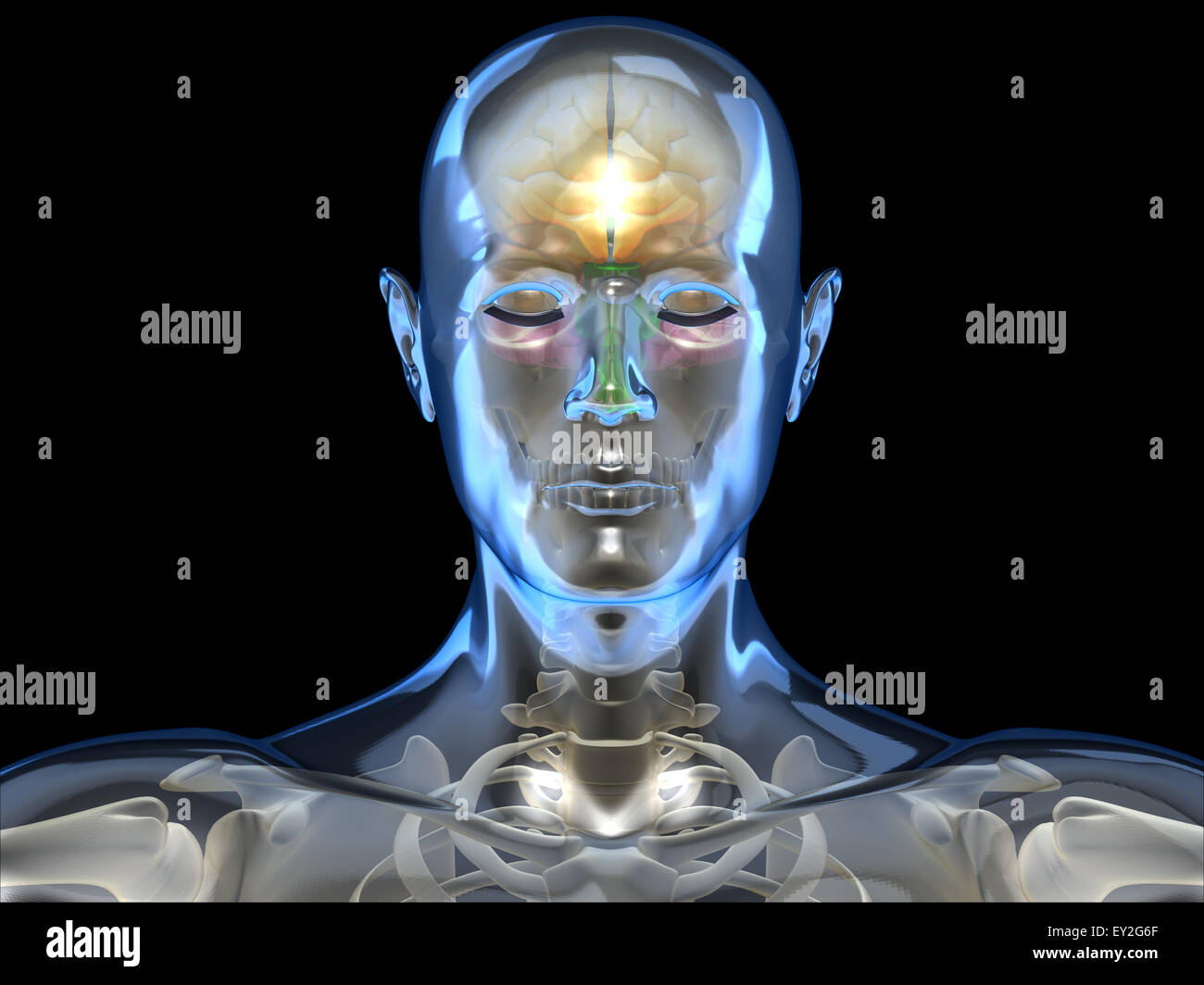 Testa del cervello del cranio immagini e fotografie stock ad alta ...