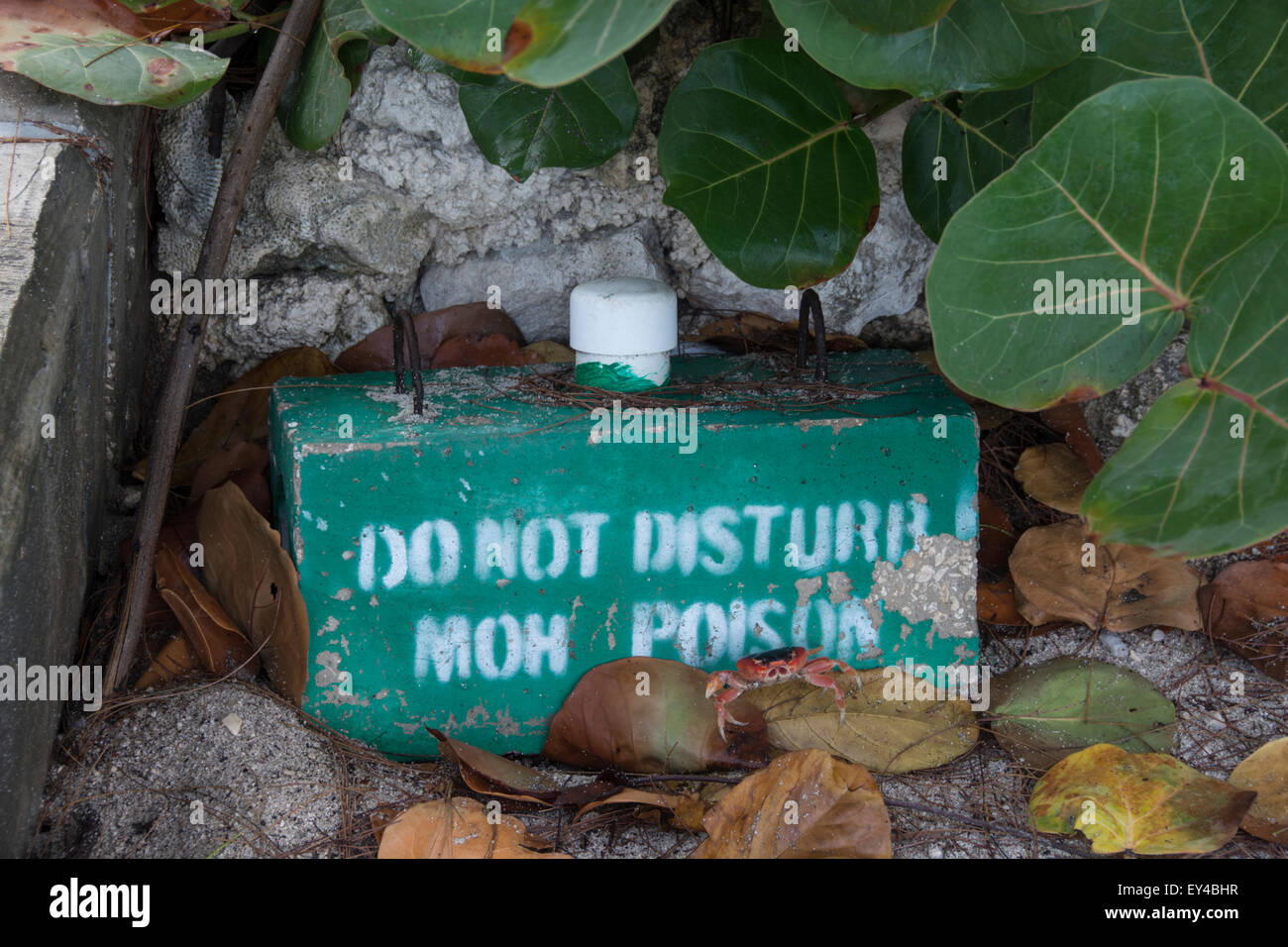 Ratto avvelenato immagini e fotografie stock ad alta risoluzione - Alamy