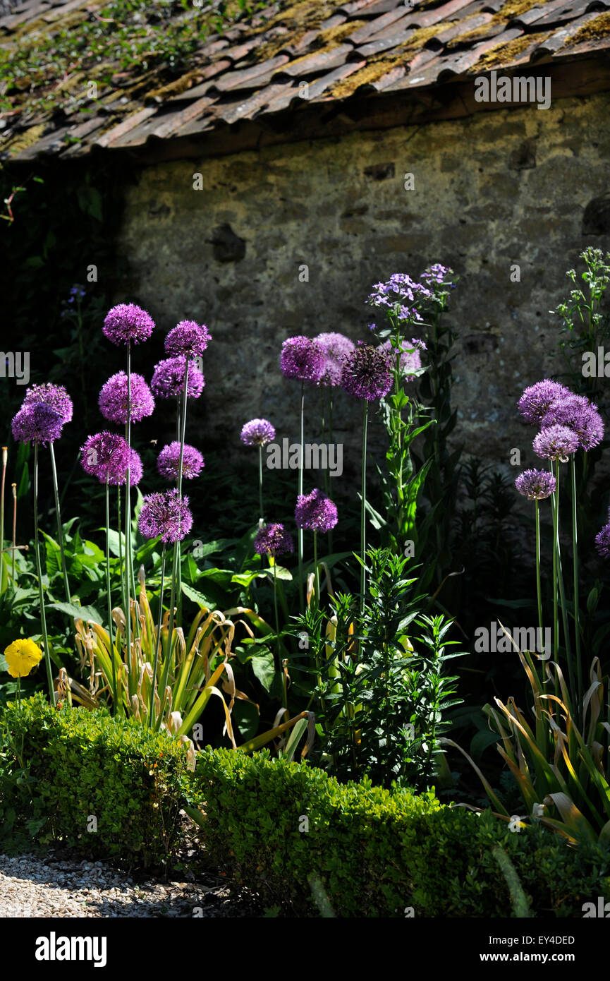 Allium nano immagini e fotografie stock ad alta risoluzione - Alamy