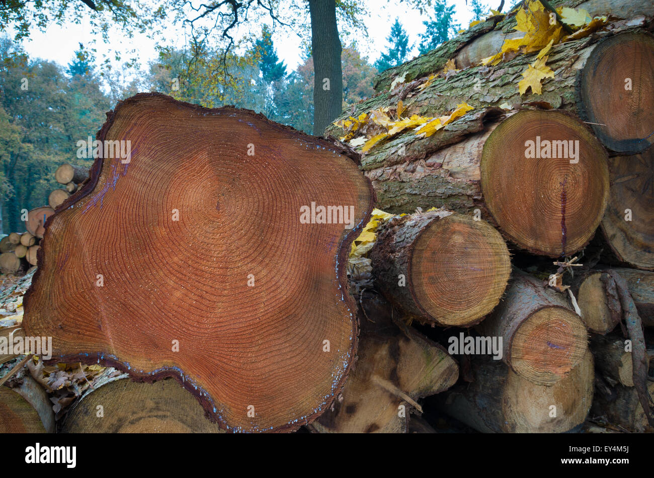Tronco tagliato immagini e fotografie stock ad alta risoluzione - Alamy