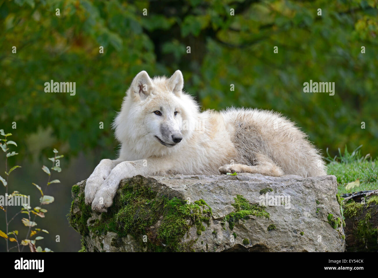 Lupo Maschio Alfa Immagini e Fotos Stock - Alamy