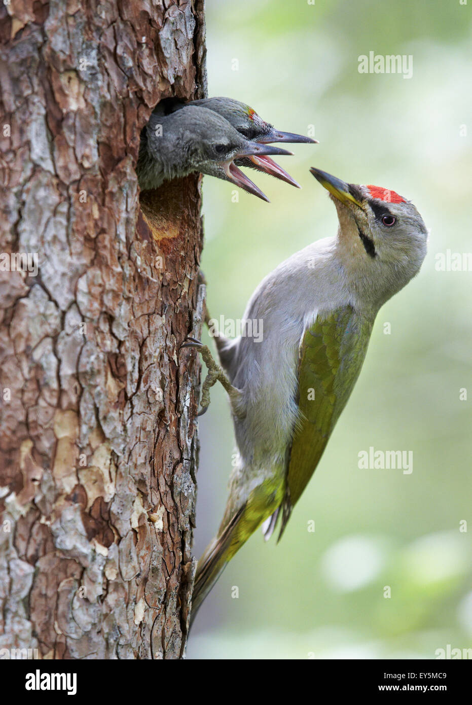 Femmina di picchio cenerino e pulcini a nido - Finlandia Foto stock - Alamy