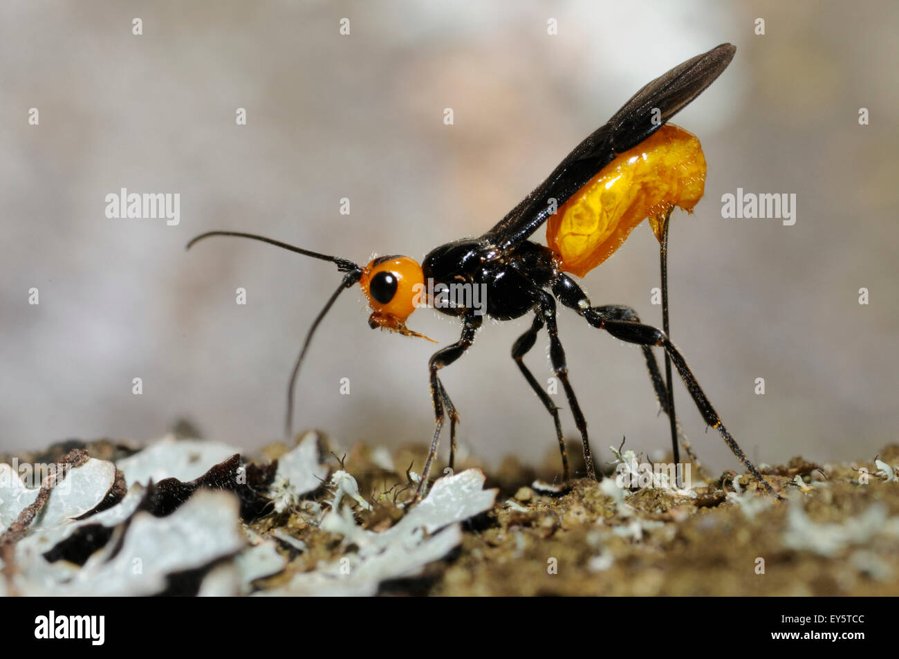 Vespa parassitoide immagini e fotografie stock ad alta risoluzione - Alamy