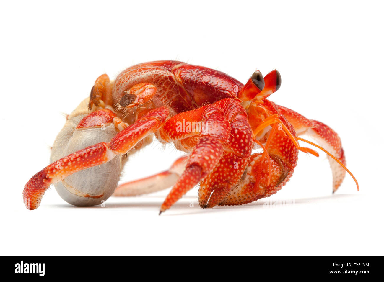 Paguro senza conchiglia immagini e fotografie stock ad alta risoluzione ...