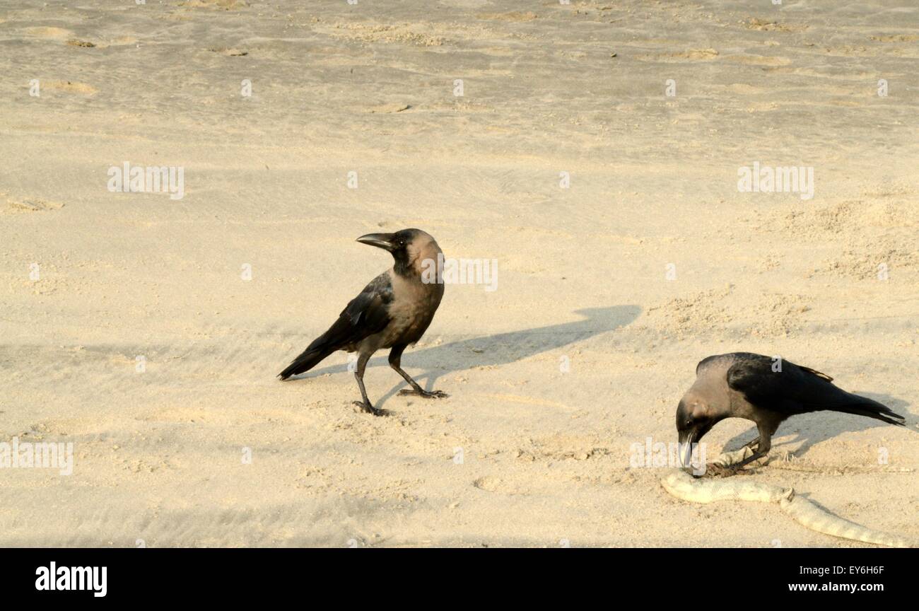 Spiaggia di corvo comune immagini e fotografie stock ad alta ...