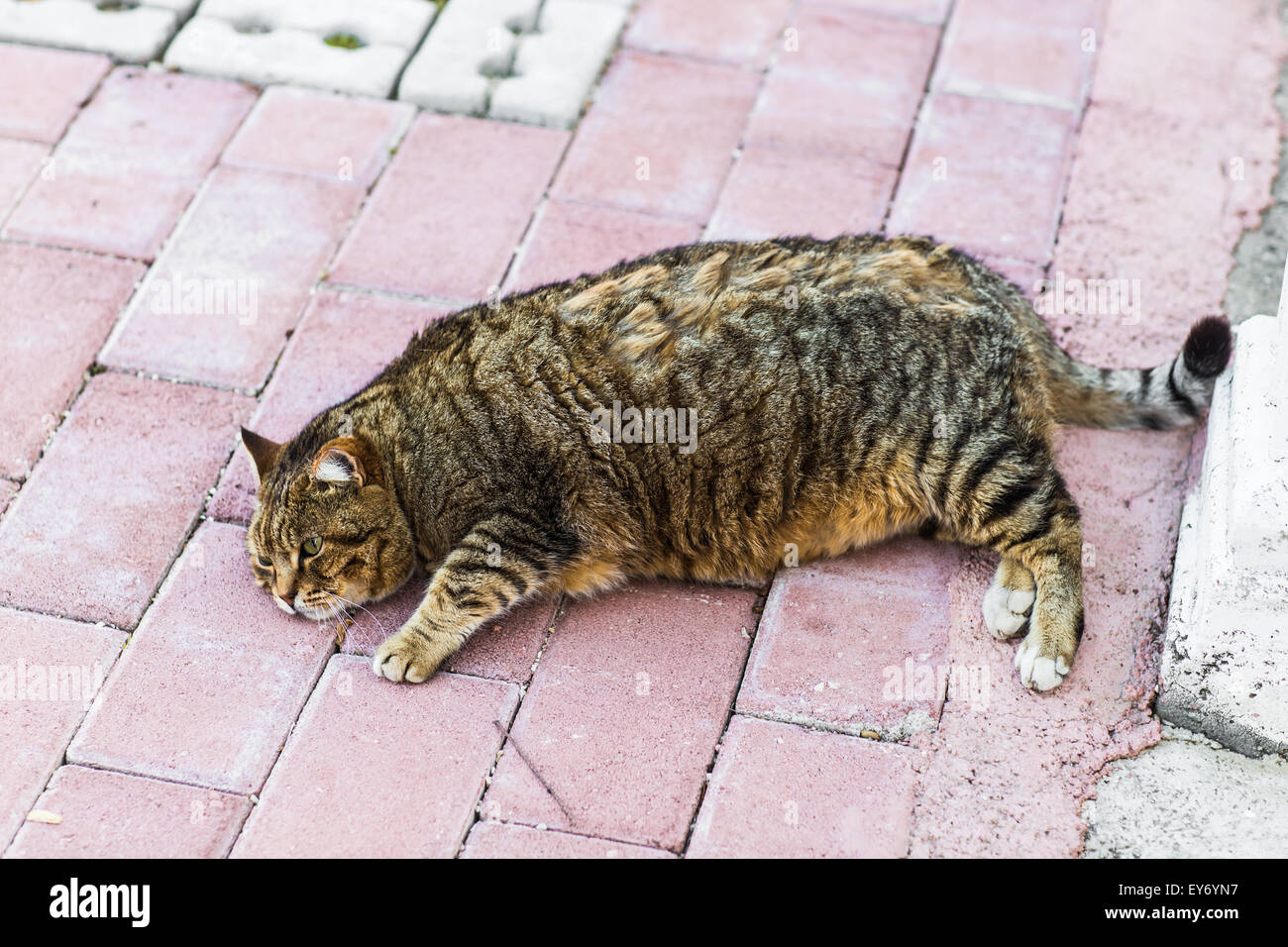 Gatto grasso immagini e fotografie stock ad alta risoluzione - Alamy