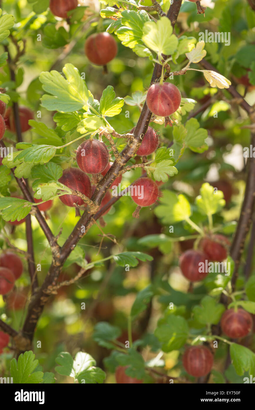 Mature hairy sun red maturata uva spina pronti per la marmellata o ...