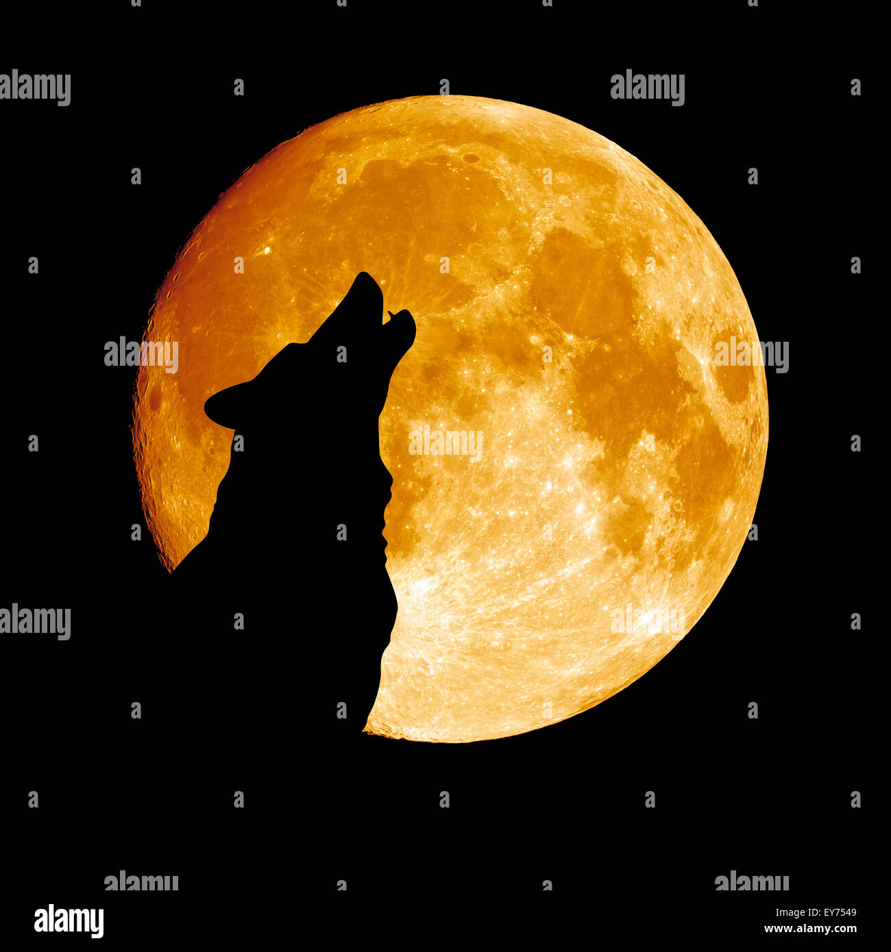 Lupo che ulula alla luna piena immagini e fotografie stock ad alta ...