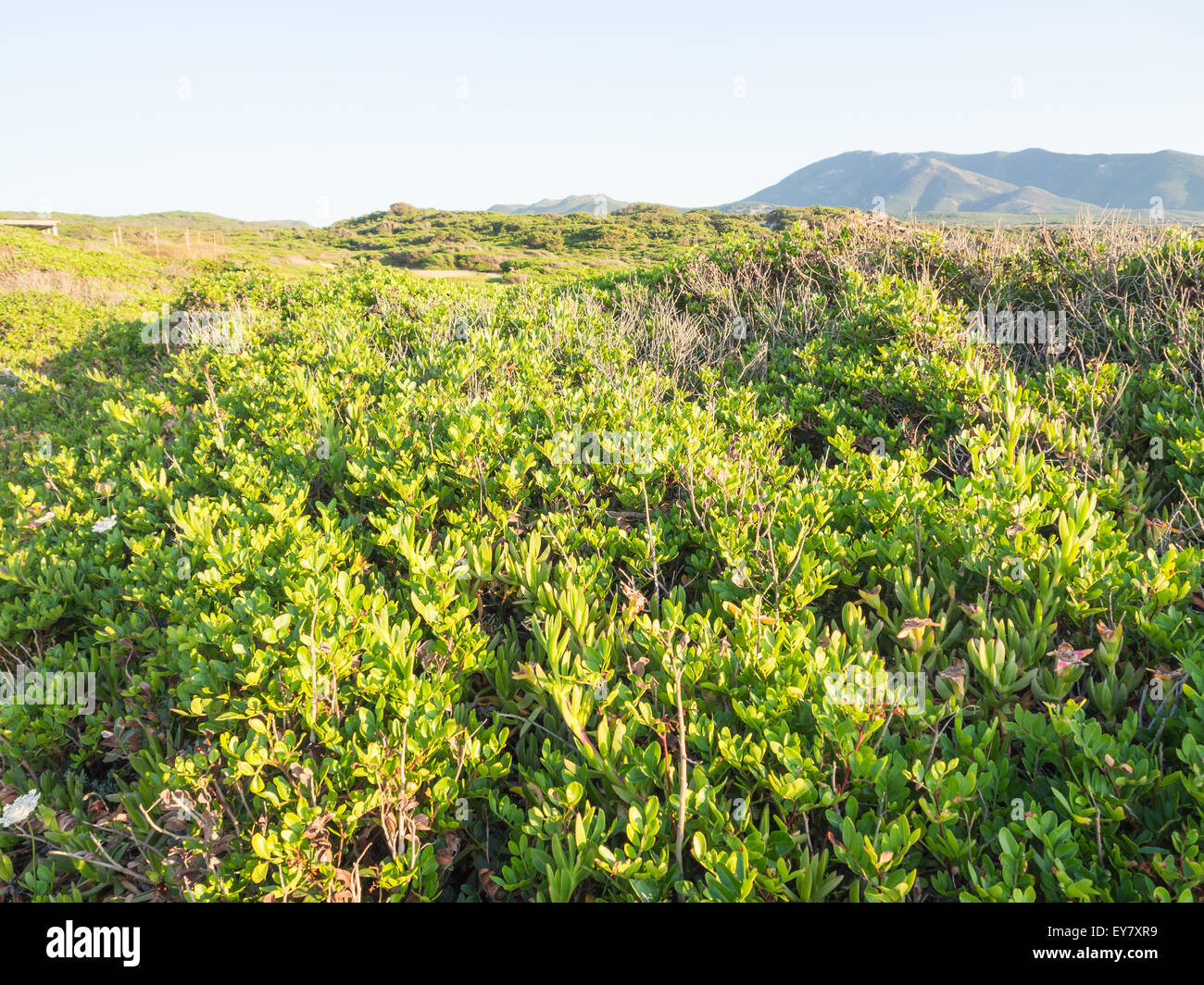 Macchia mediterranea immagini e fotografie stock ad alta risoluzione ...