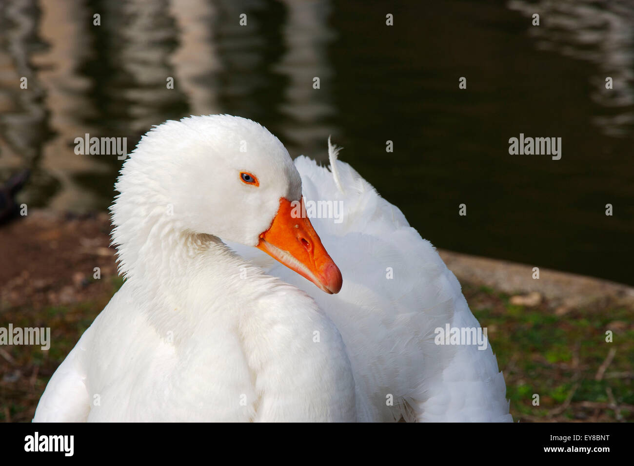 Oca bianca con gli occhi azzurri immagini e fotografie stock ad alta ...