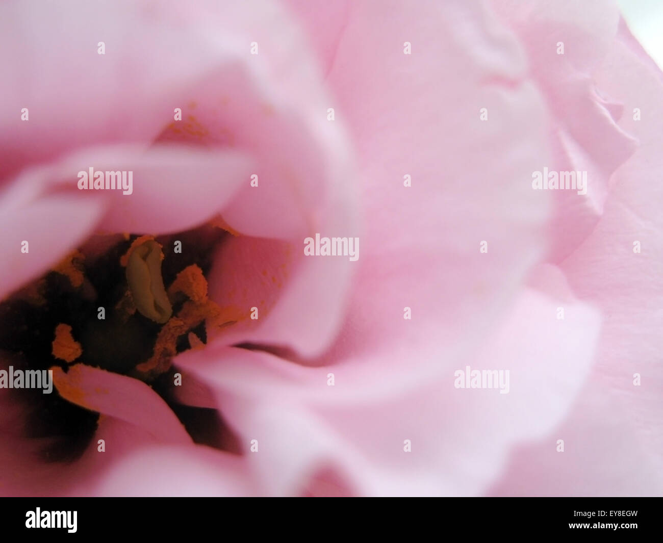 Sfondo rosa rosa immagini e fotografie stock ad alta risoluzione - Alamy