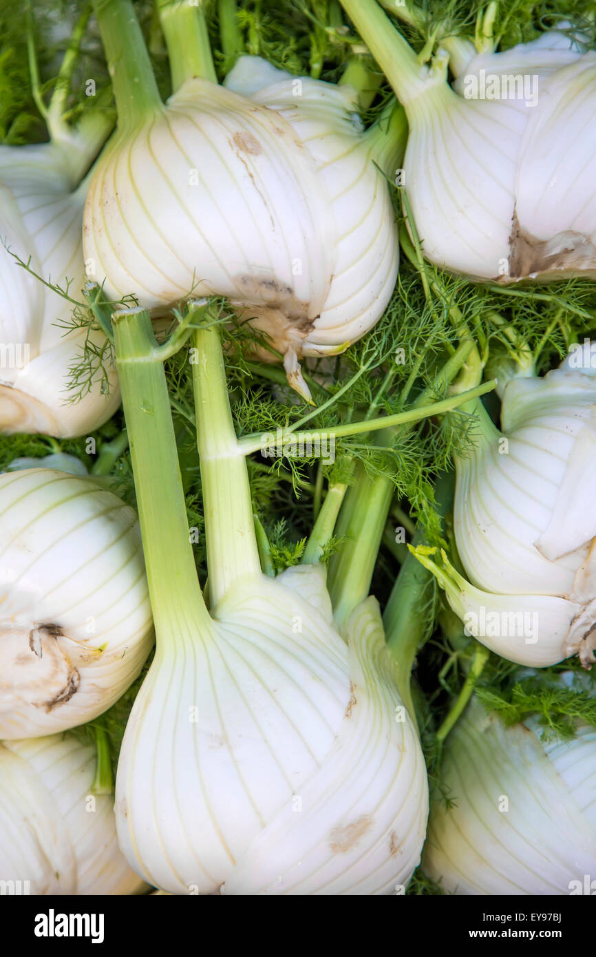 Finocchio crudo immagini e fotografie stock ad alta risoluzione - Alamy