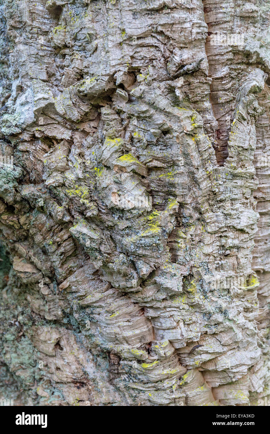 Quercia da sughero texture immagini e fotografie stock ad alta ...
