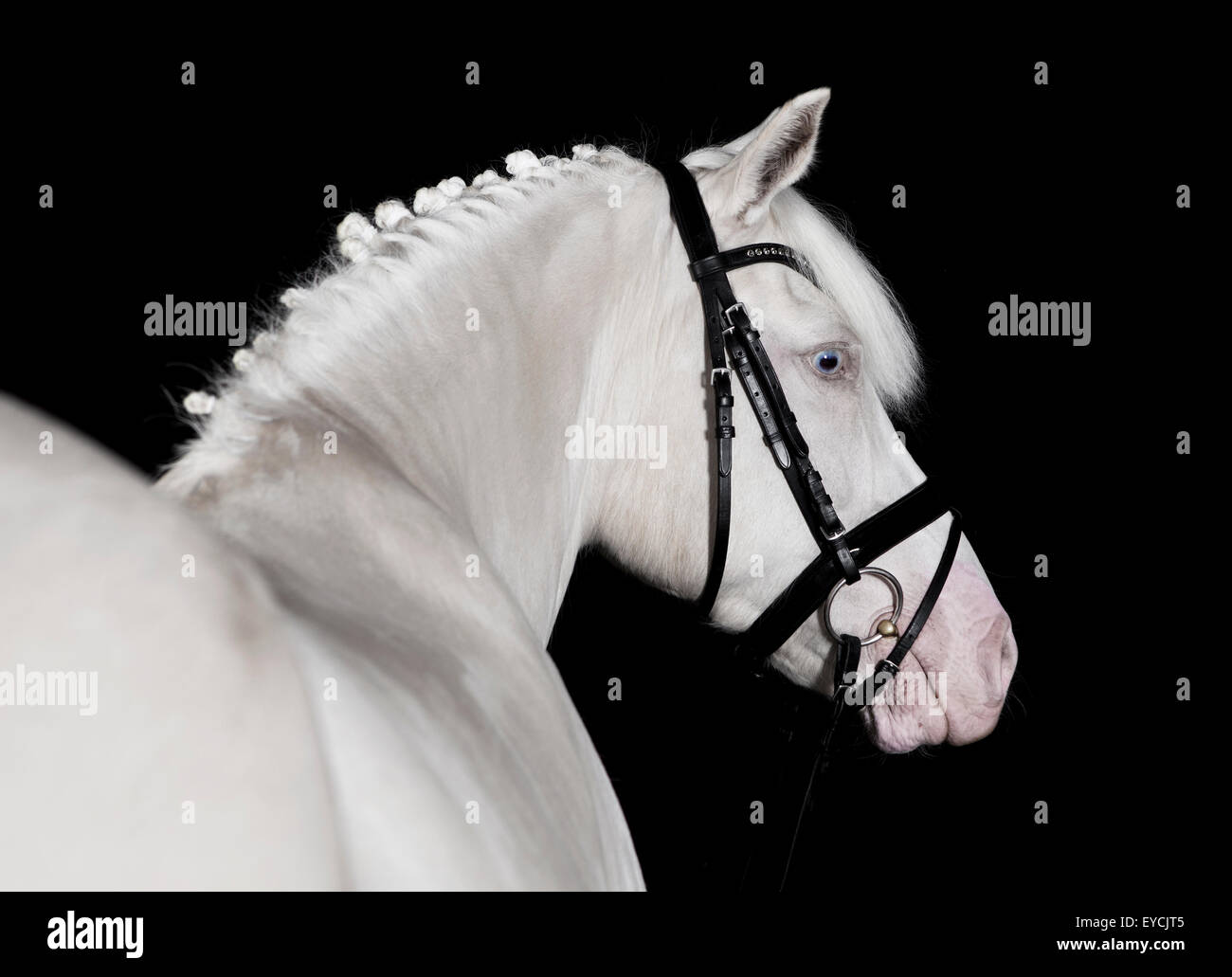 Pony bianco e nero immagini e fotografie stock ad alta risoluzione - Alamy