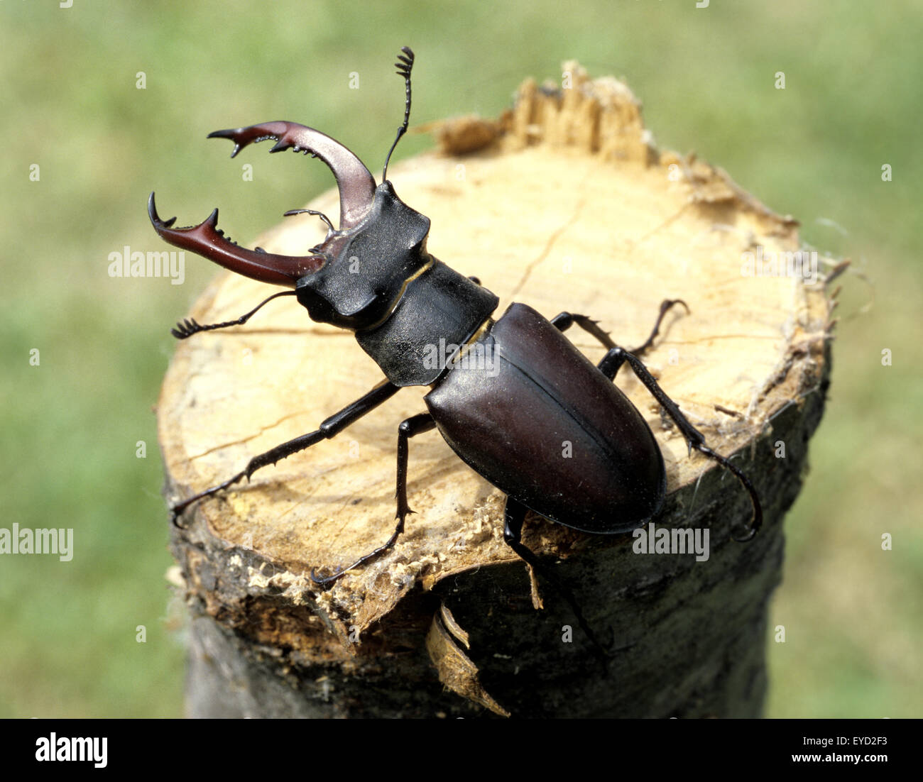 Hirschkaefer,, Lucanus cervus, Maennchen, Geweih, seltener, della ...
