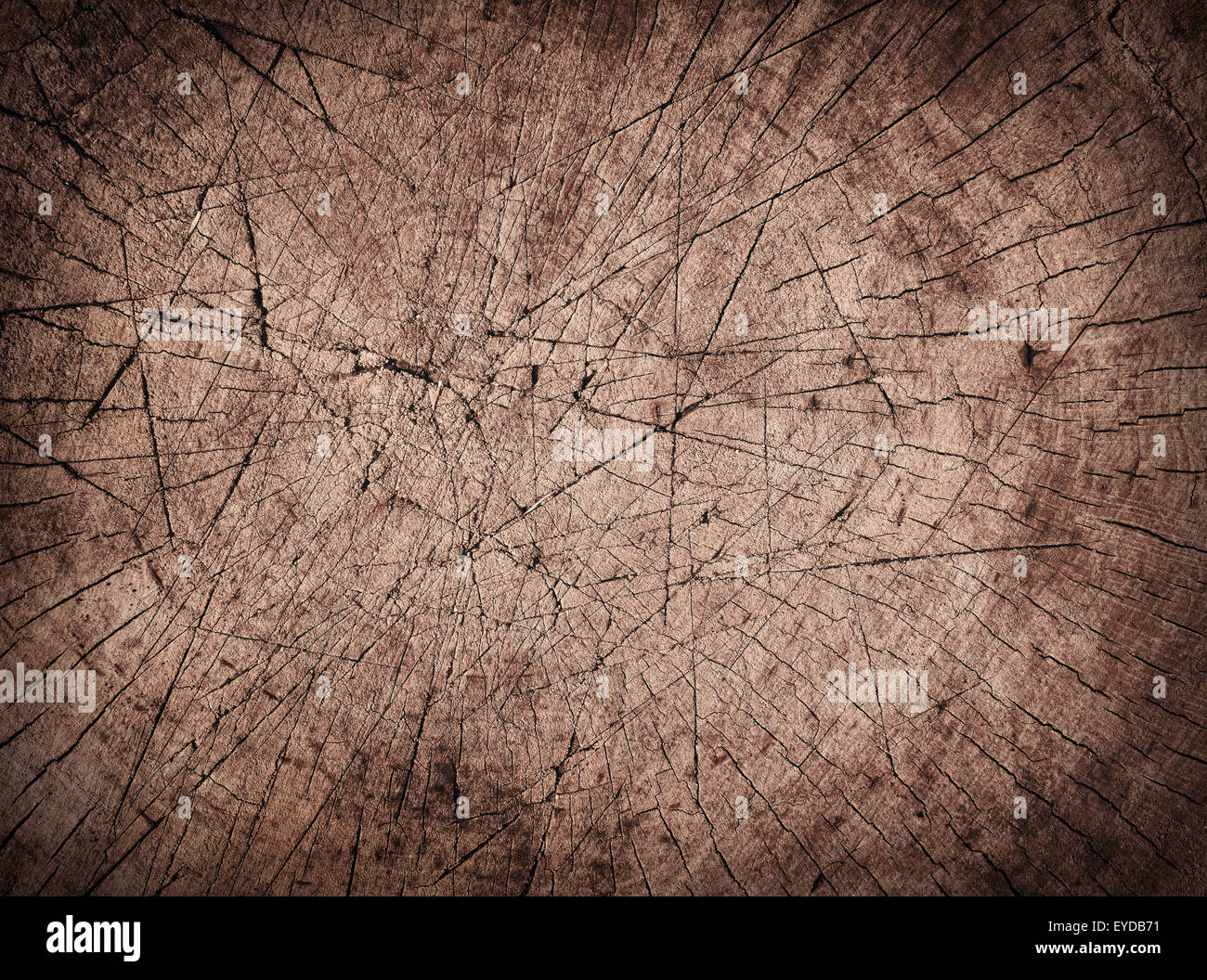Struttura del tronco d'albero immagini e fotografie stock ad alta ...