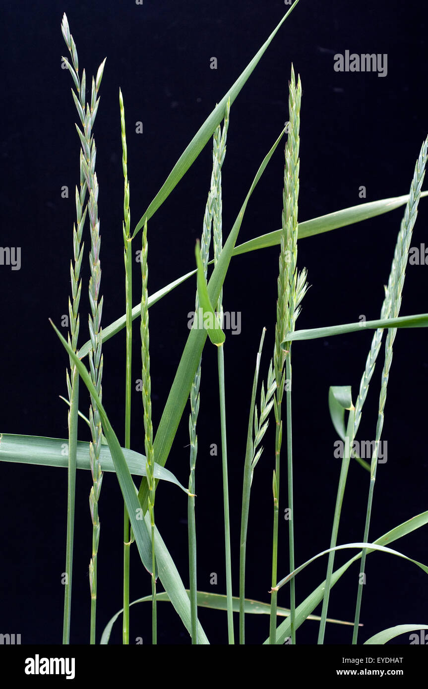 Agropyron repens immagini e fotografie stock ad alta risoluzione - Alamy