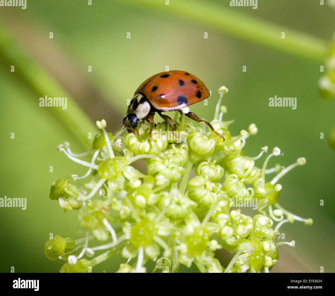 Japanischer marienkaefer immagini e fotografie stock ad alta ...