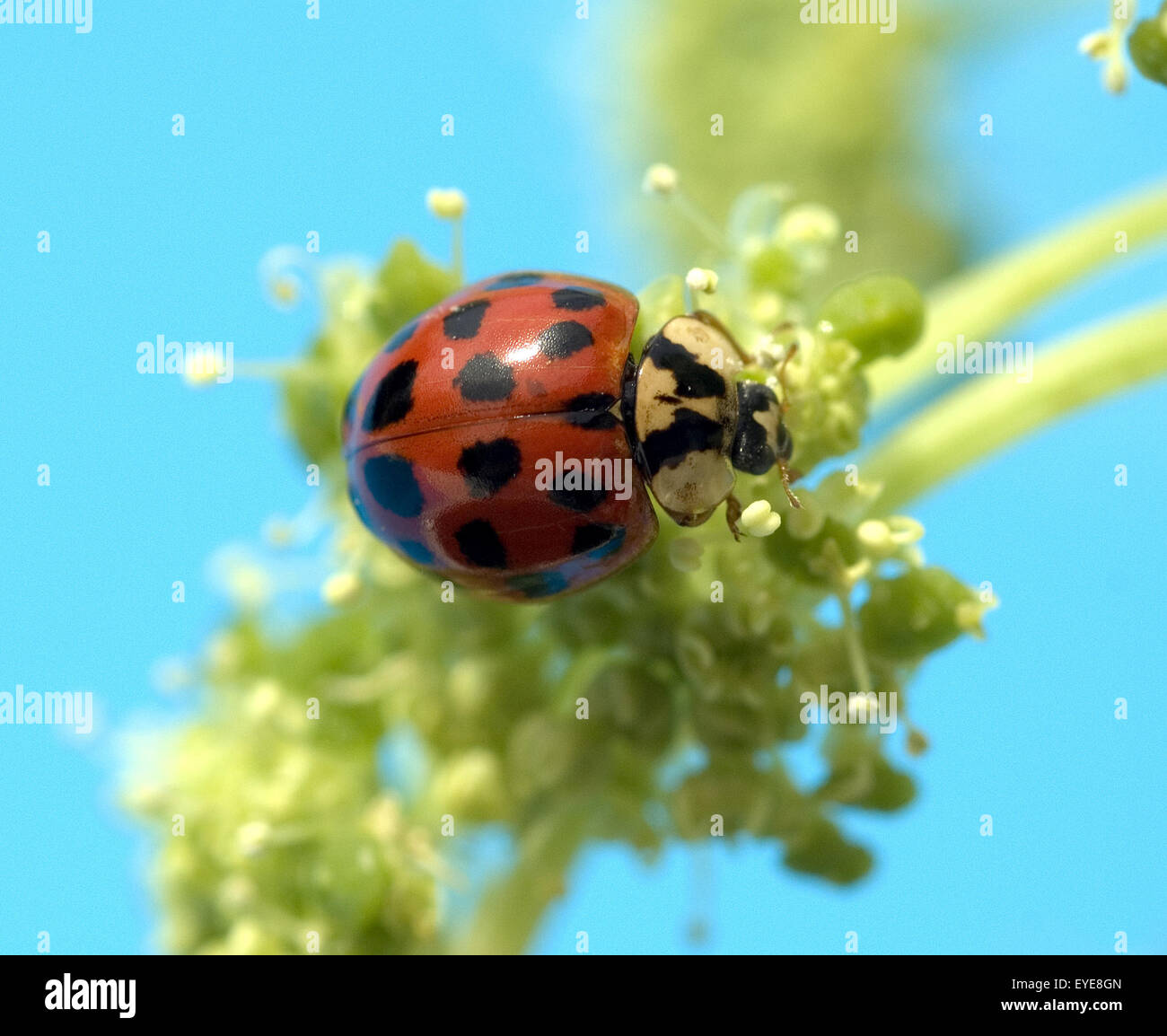 Japanischer marienkaefer immagini e fotografie stock ad alta ...