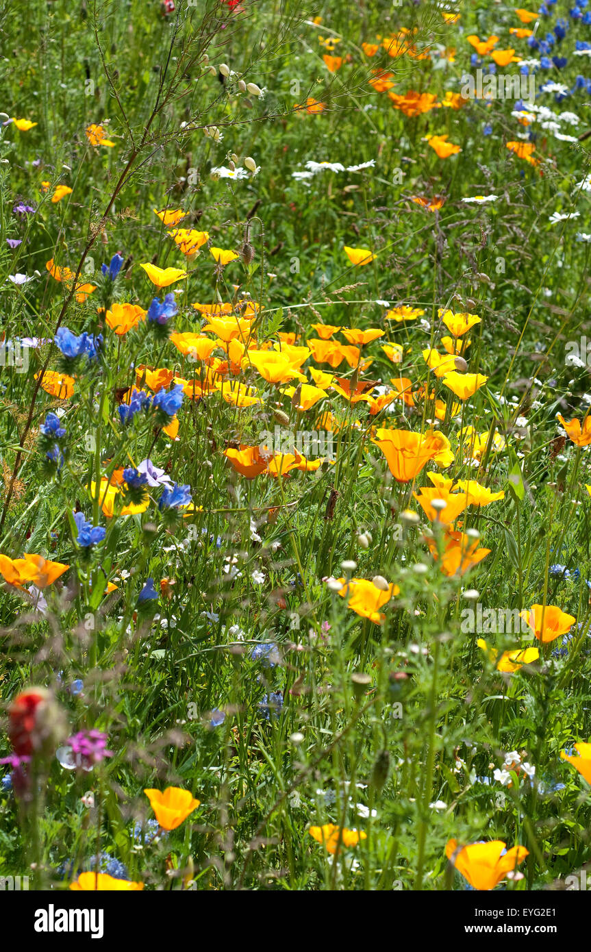 Bunte blumenwiese immagini e fotografie stock ad alta risoluzione - Alamy
