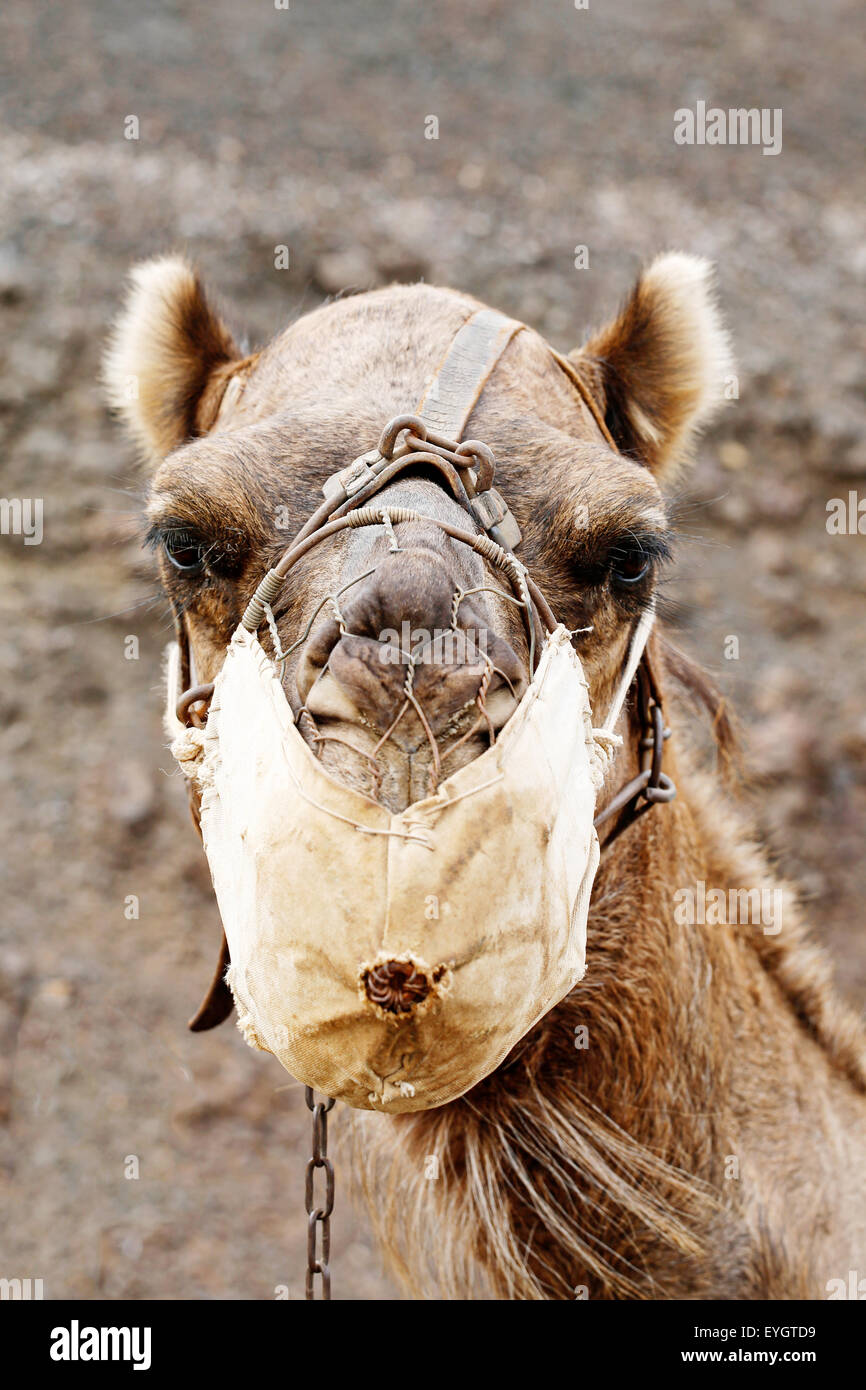 Cammello dritto immagini e fotografie stock ad alta risoluzione - Alamy