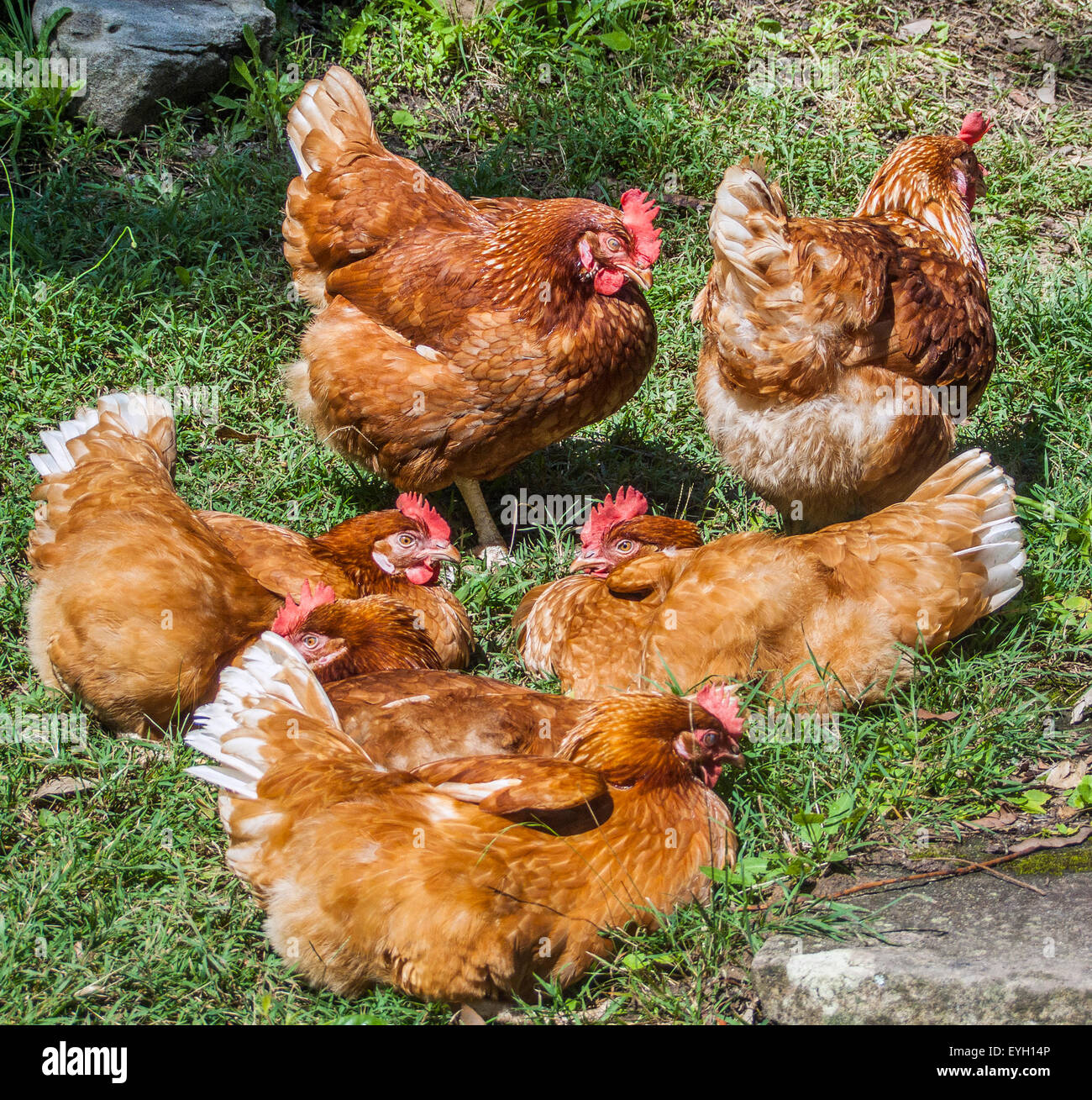 Le galline fanno immagini e fotografie stock ad alta risoluzione - Alamy