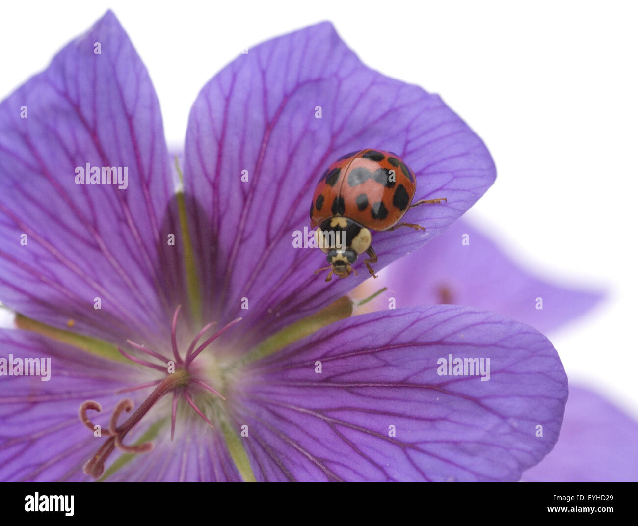 Japanischer marienkaefer immagini e fotografie stock ad alta ...