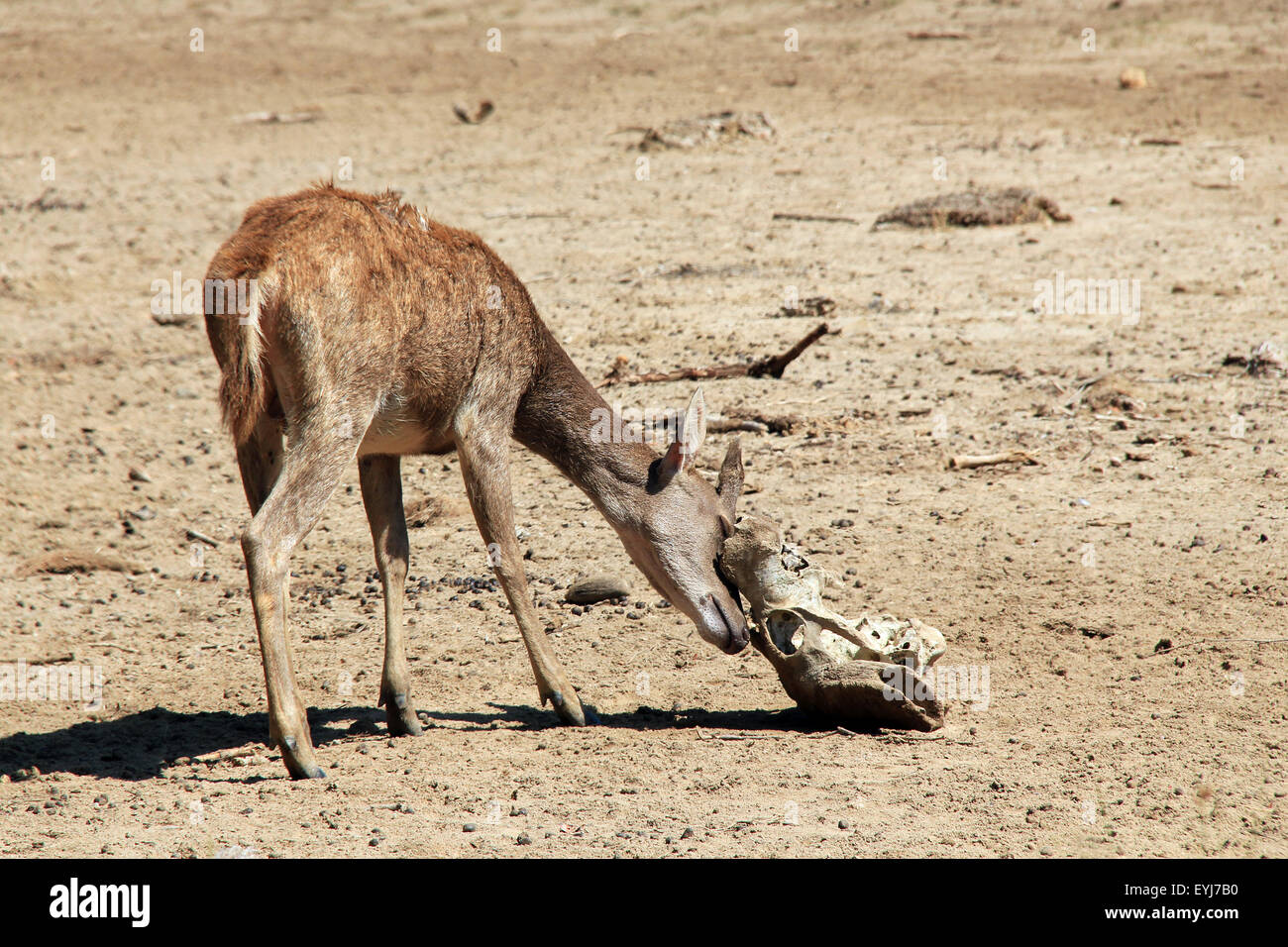 Timor cervo rusa timorensis immagini e fotografie stock ad alta ...