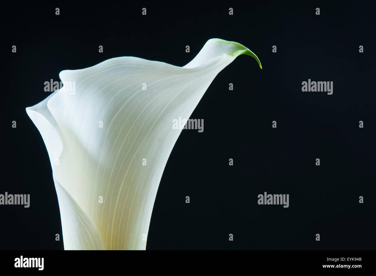 Fiore di calla bianca immagini e fotografie stock ad alta risoluzione ...