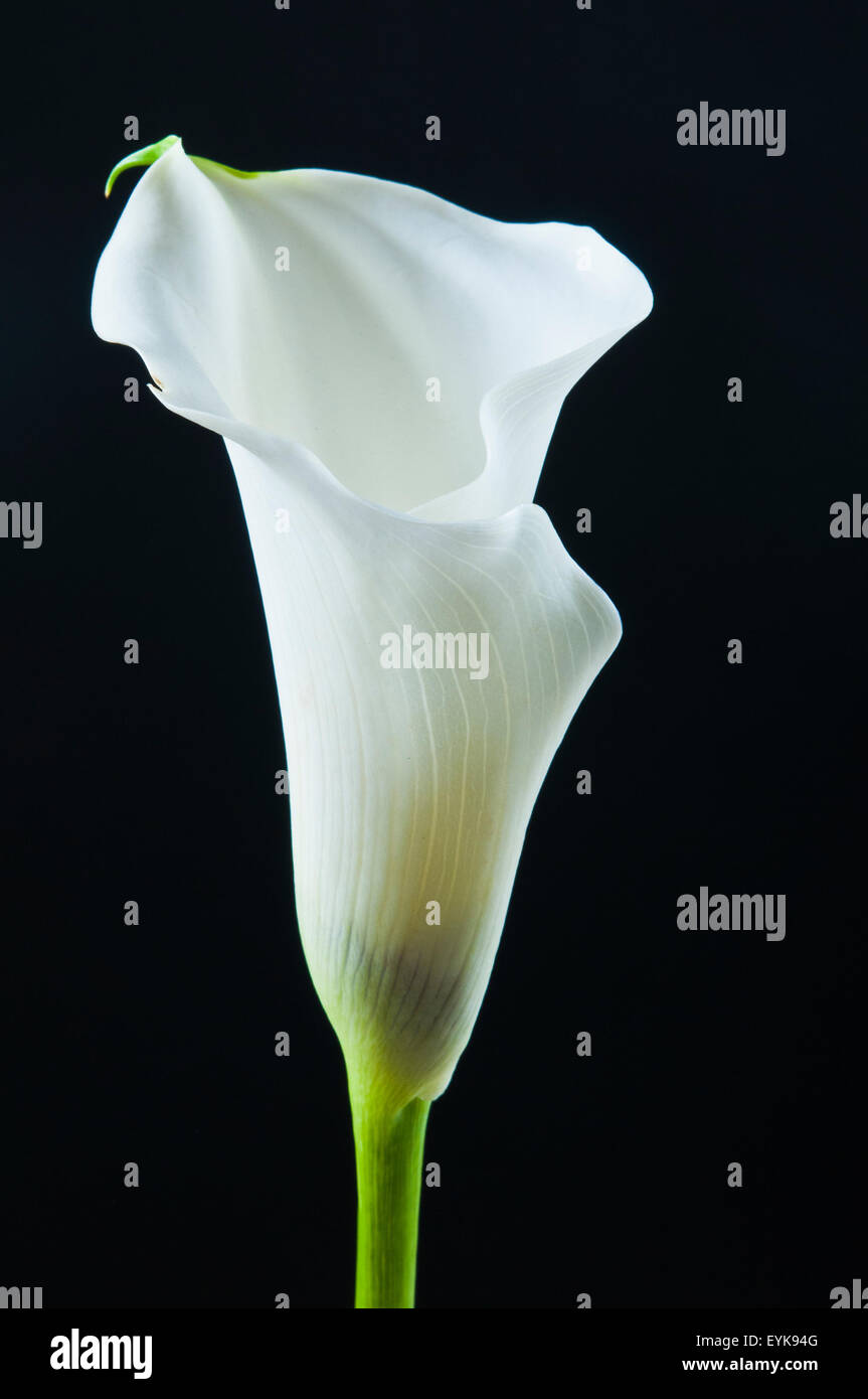 Fiore di calla bianca immagini e fotografie stock ad alta risoluzione ...