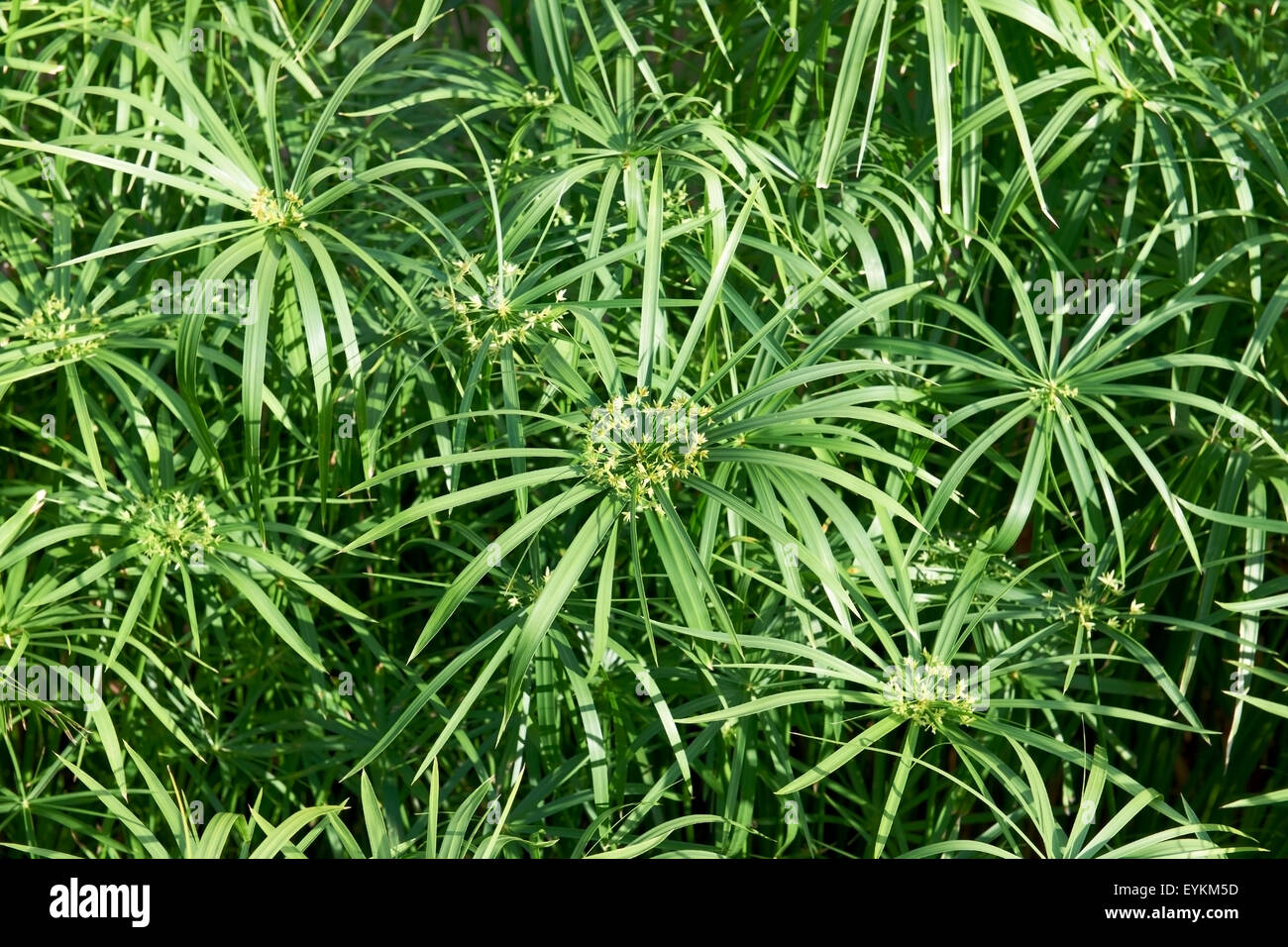 Piante di piante di papiro immagini e fotografie stock ad alta ...
