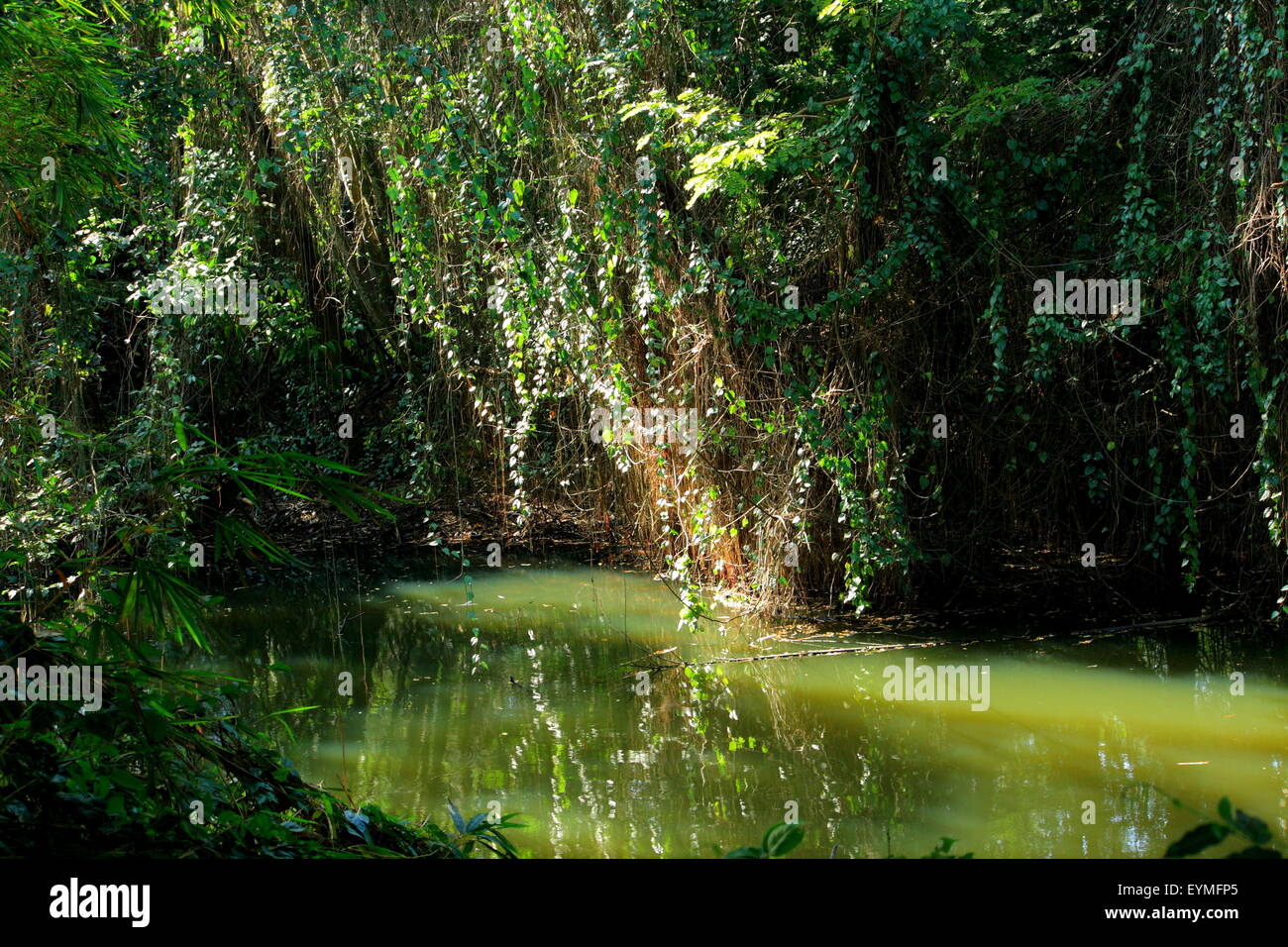 Ecosistema paludoso immagini e fotografie stock ad alta risoluzione - Alamy