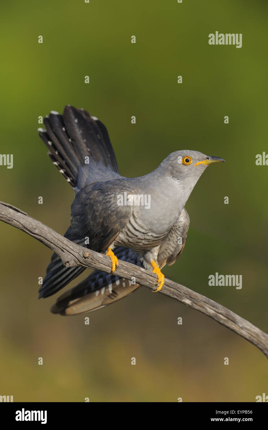 La canzone del cuculo immagini e fotografie stock ad alta risoluzione ...