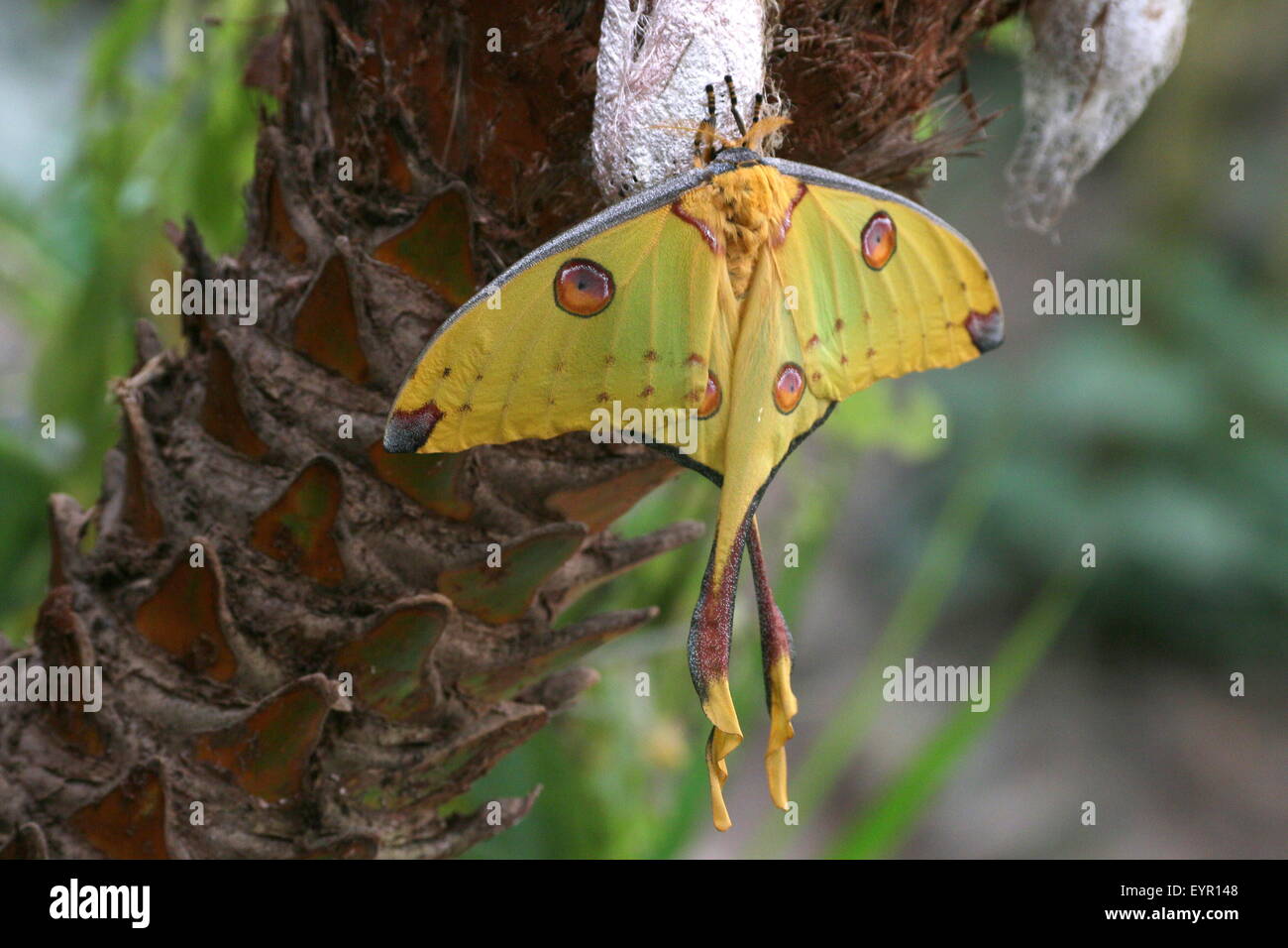 Falene di luna immagini e fotografie stock ad alta risoluzione - Alamy
