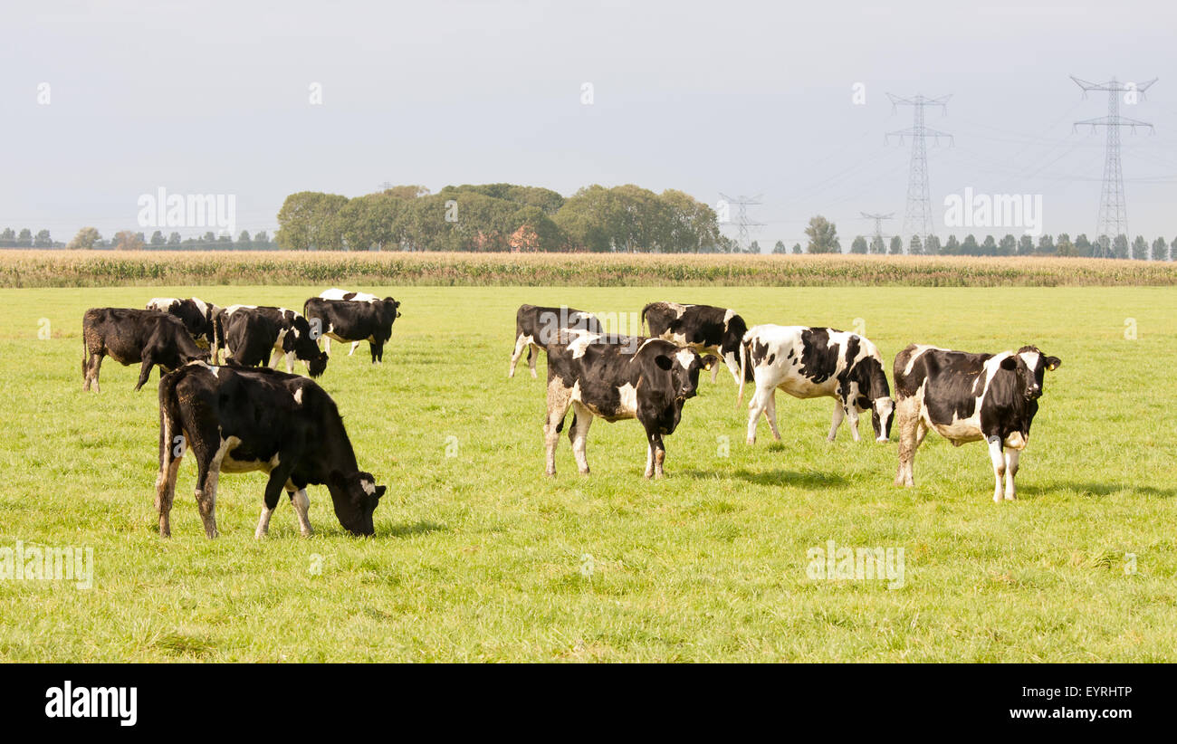 Prato olandese immagini e fotografie stock ad alta risoluzione - Alamy