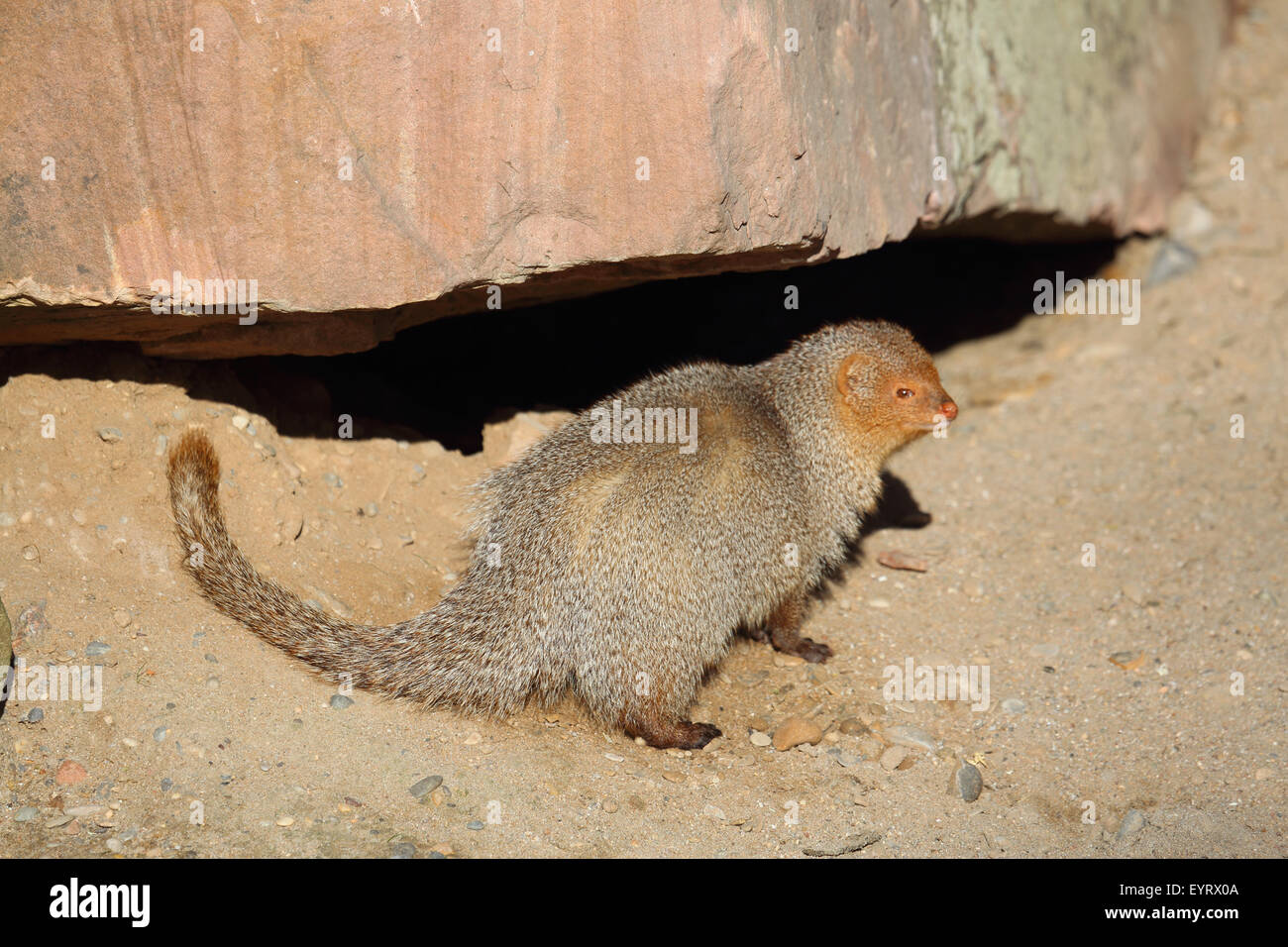 Herpestes edwardsii immagini e fotografie stock ad alta risoluzione - Alamy