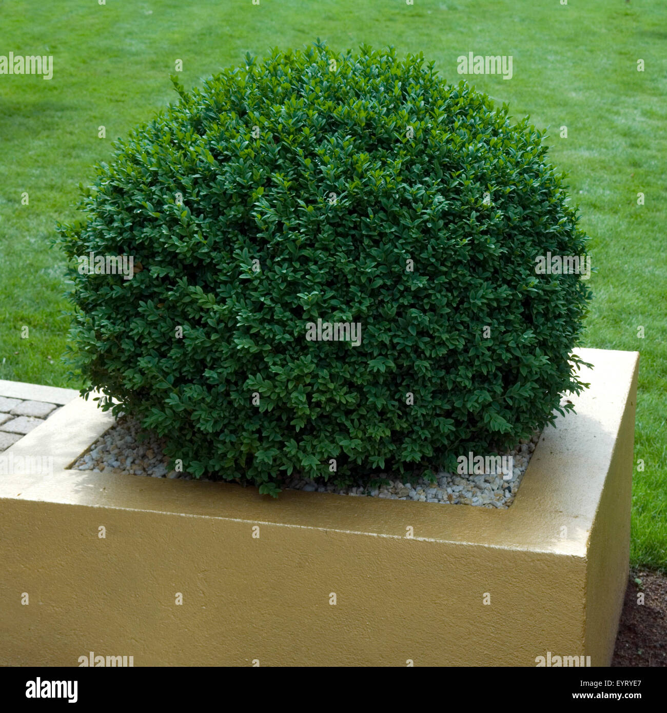 Buxus sempervirens immagini e fotografie stock ad alta risoluzione - Alamy