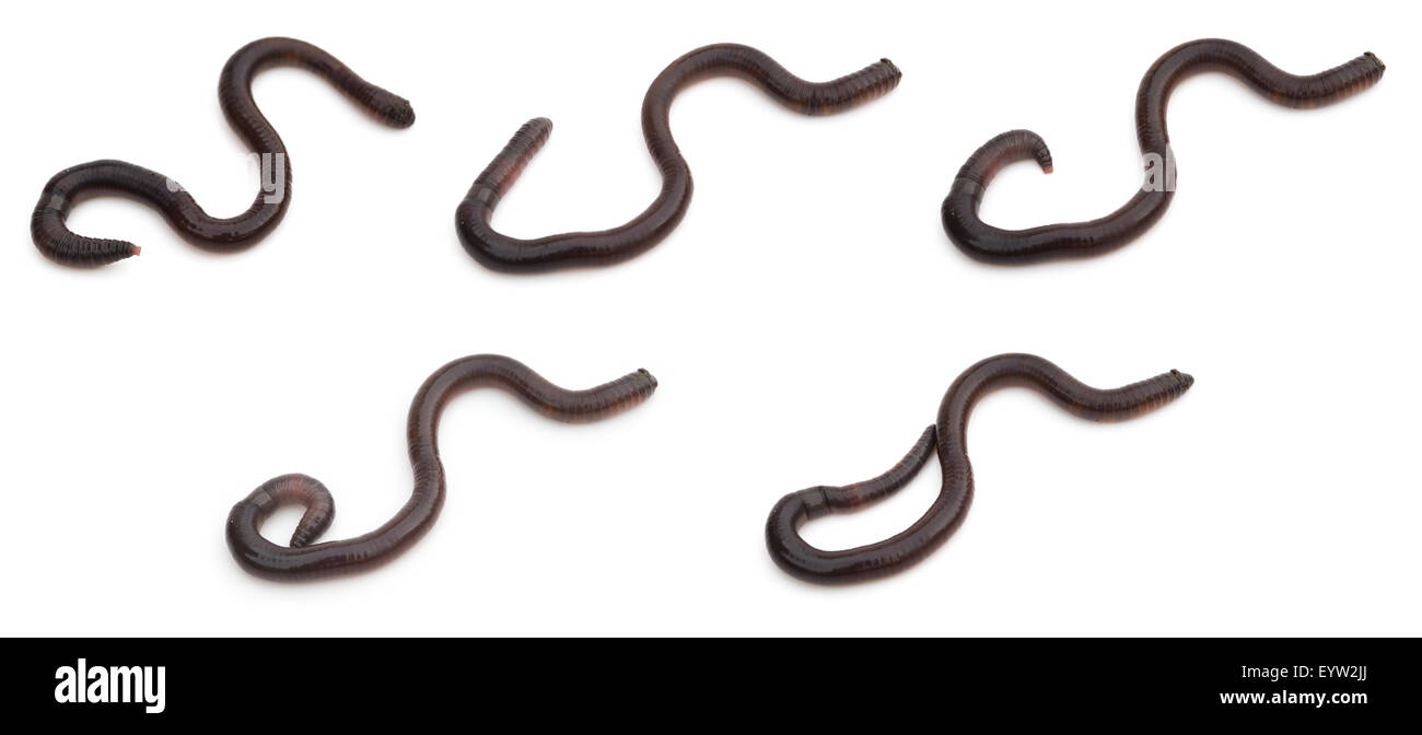 Strisciare per terra immagini e fotografie stock ad alta risoluzione ...