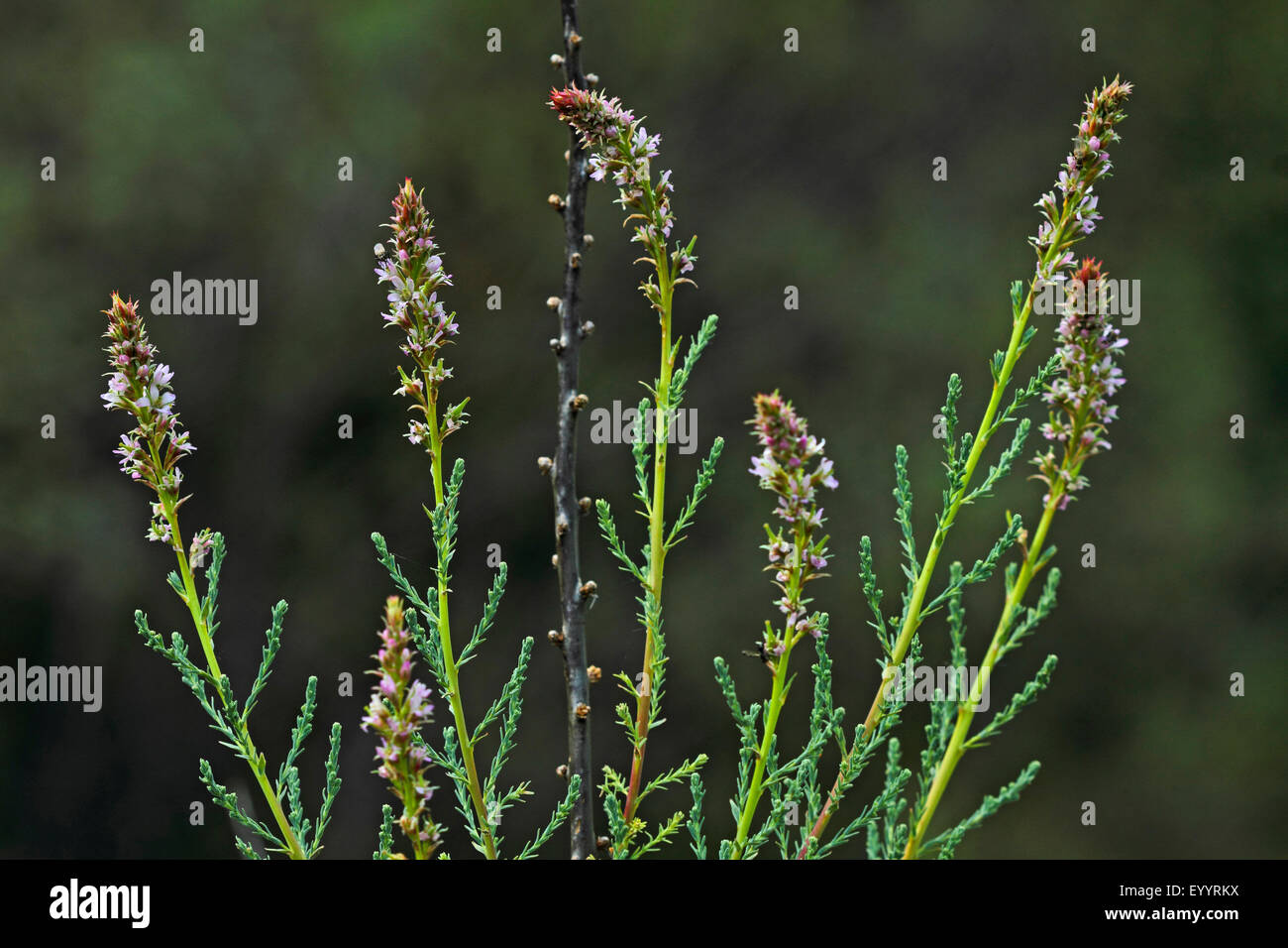 Arbusto di tamerici immagini e fotografie stock ad alta risoluzione - Alamy
