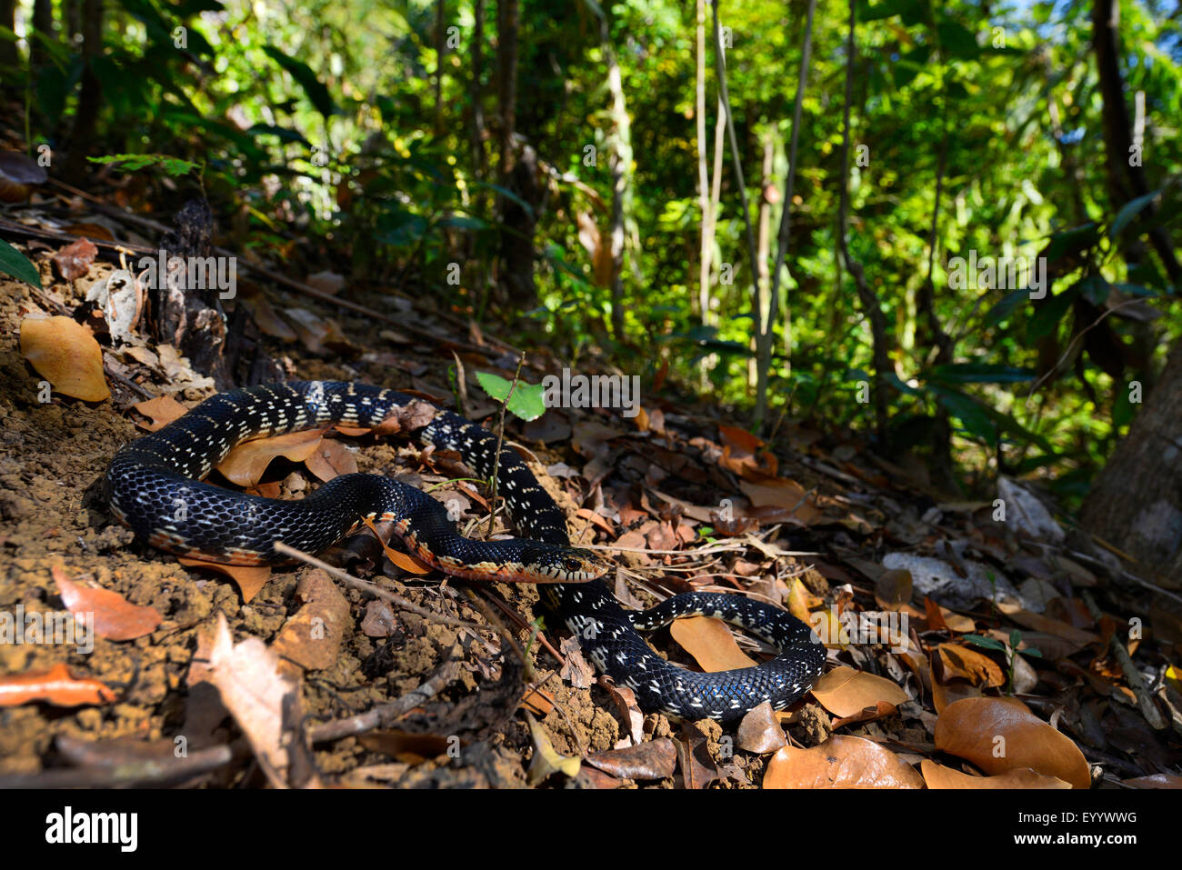 Madagascar Menarana snake, Giant Madagascan Hognose, gigante malgascio ...