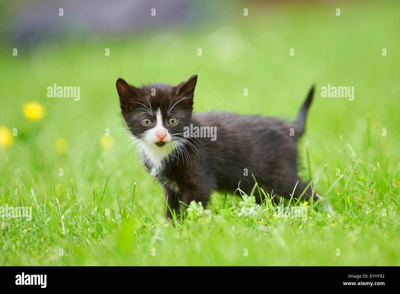 Gattino bianco e nero in un prato immagini e fotografie stock ad alta ...