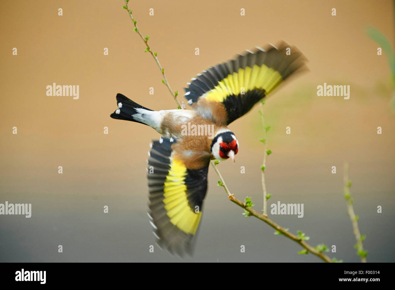 Eurasian cardellino (Carduelis carduelis), in volo, Austria Foto stock ...