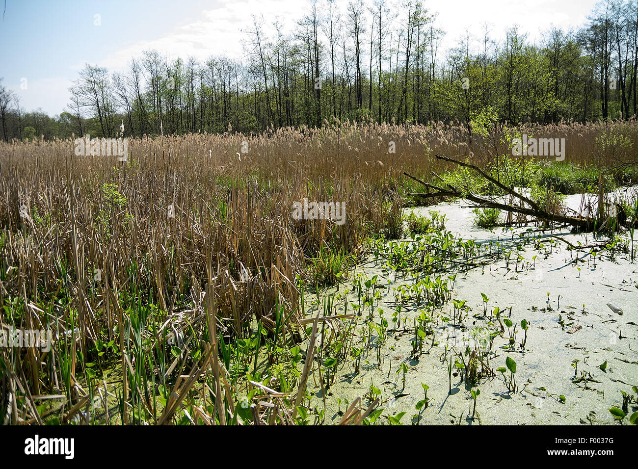 Piante nelle paludi immagini e fotografie stock ad alta risoluzione - Alamy