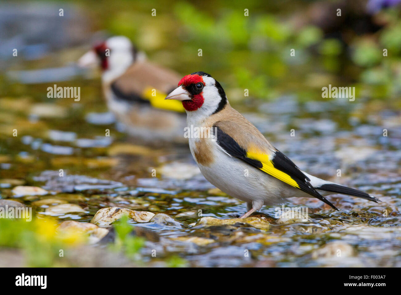 Cardellini eurasiatici immagini e fotografie stock ad alta risoluzione ...